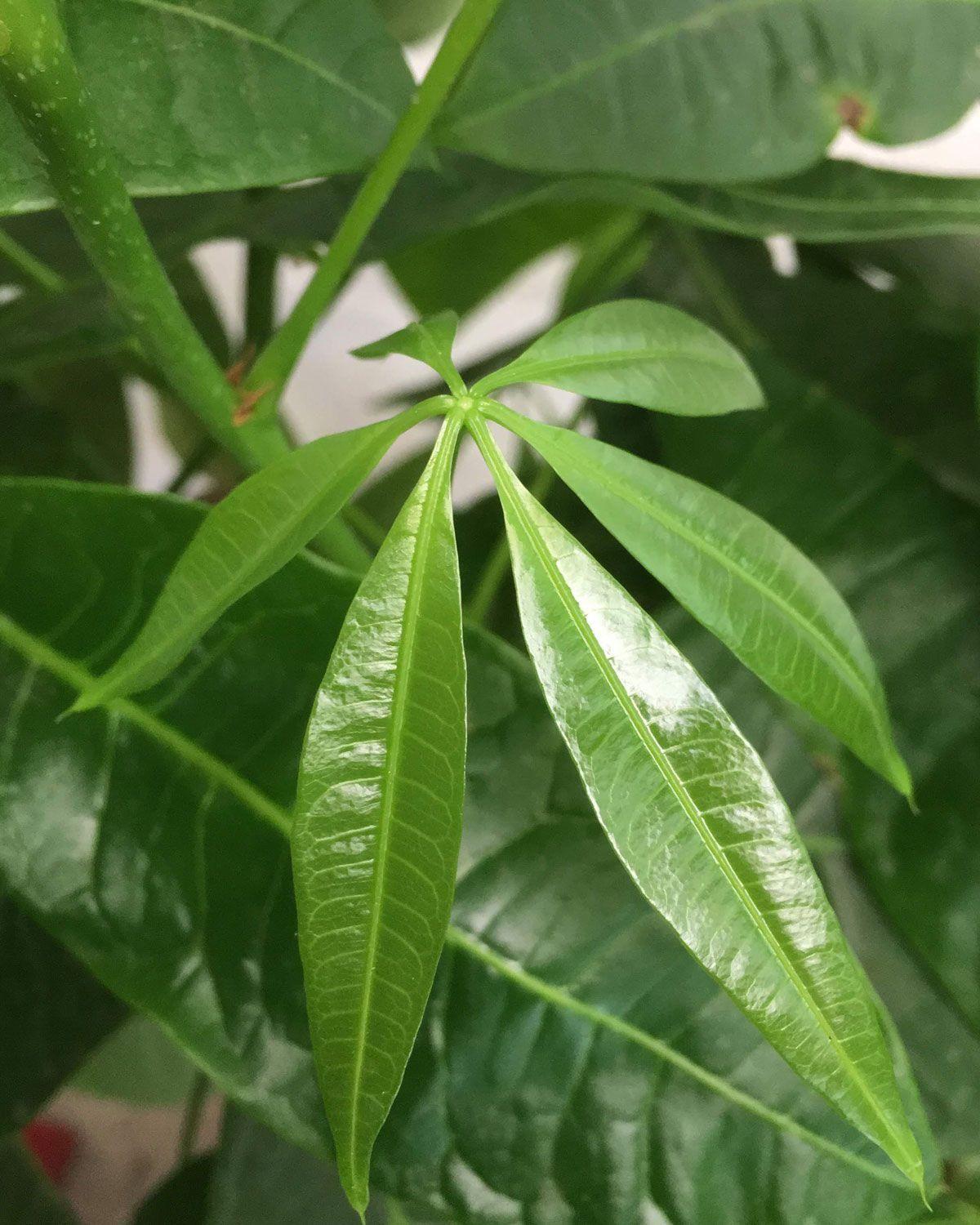 Braided Money Tree With Foundation Pot Large 2 ½ - 3 ½ ft tall, potted ...