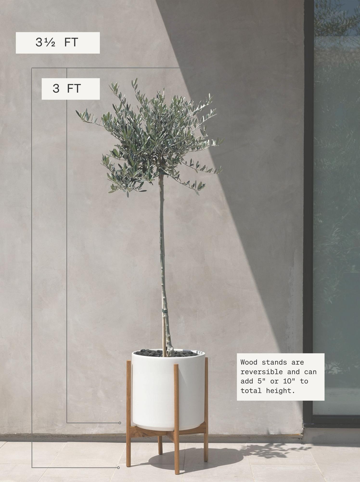 Topiary Olive Tree With Mid-Century Pot Large 3 ft tall, potted plant ...