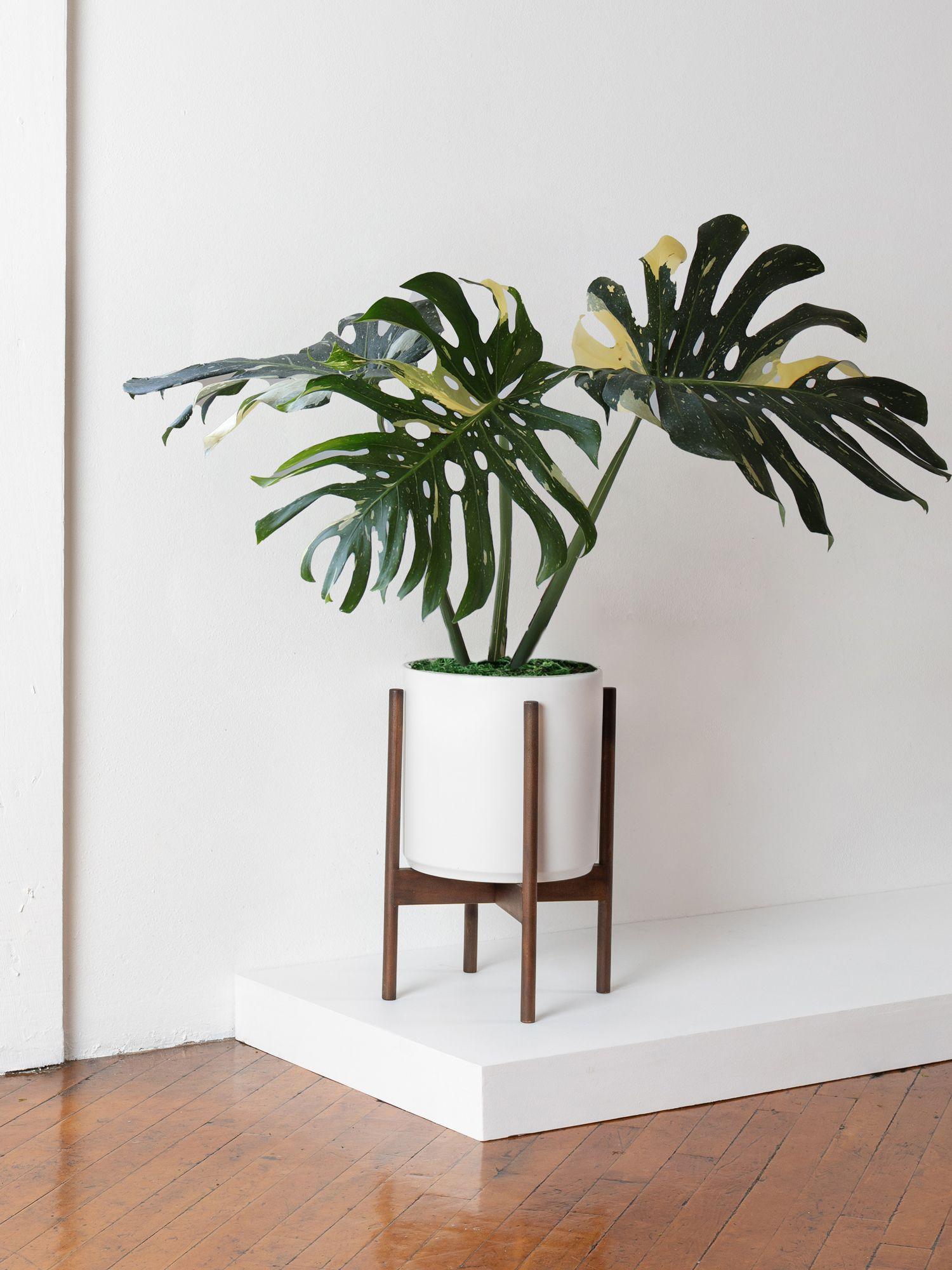 Monstera Thai Constellation XL Large (3 ½ ft tall) + Mid-Century Pot ...