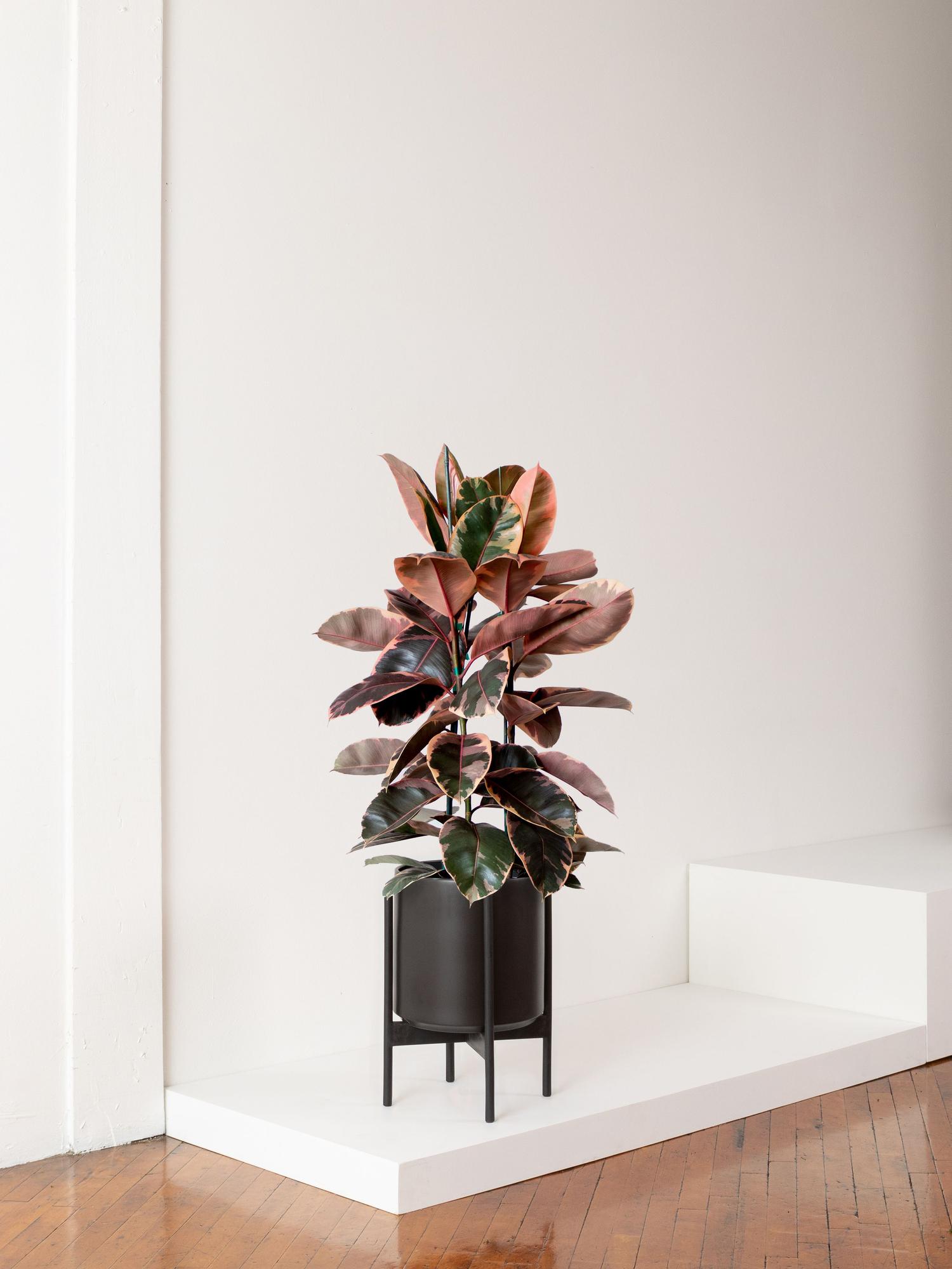 Ruby Rubber Tree With Mid-Century Pot Extra Large 3½ - 4½ FT TALL ...