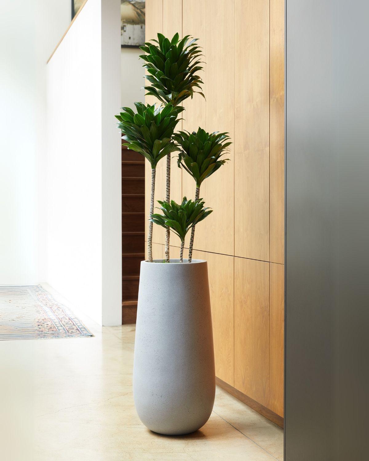 Dracaena Compacta With Flute Pot Extra Large 6ft tall – Black Flute Pot ...