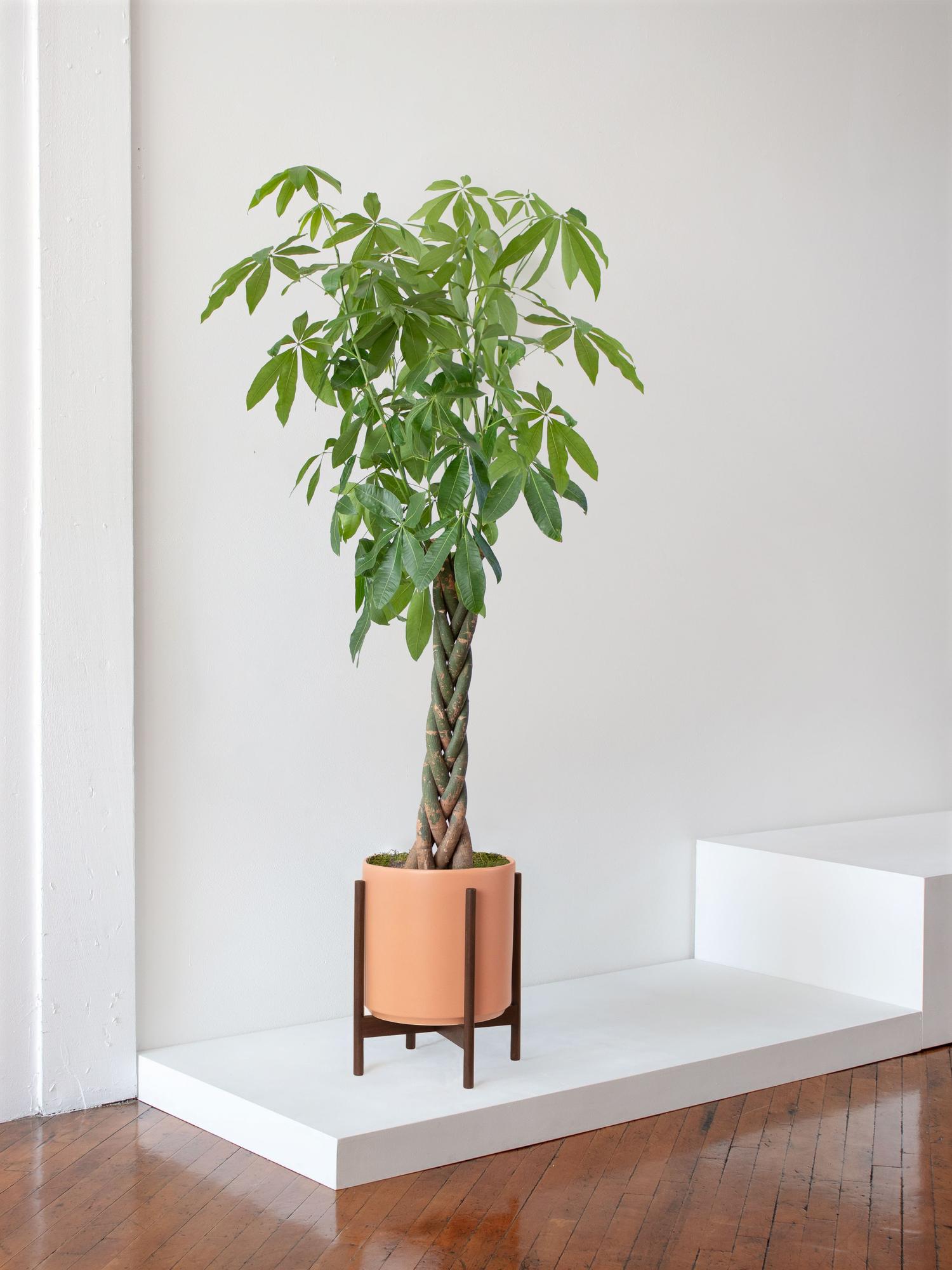 Braided Money Tree With Mid-Century Pot Extra Large 5½-6 ft tall ...