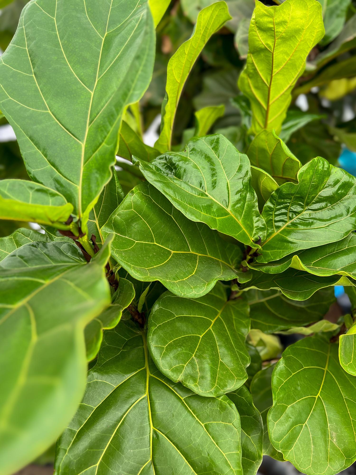 Fiddle Leaf Fig Tree With Mediterra Pot Extra Large 5 ½ - 6 ½ ft tall ...