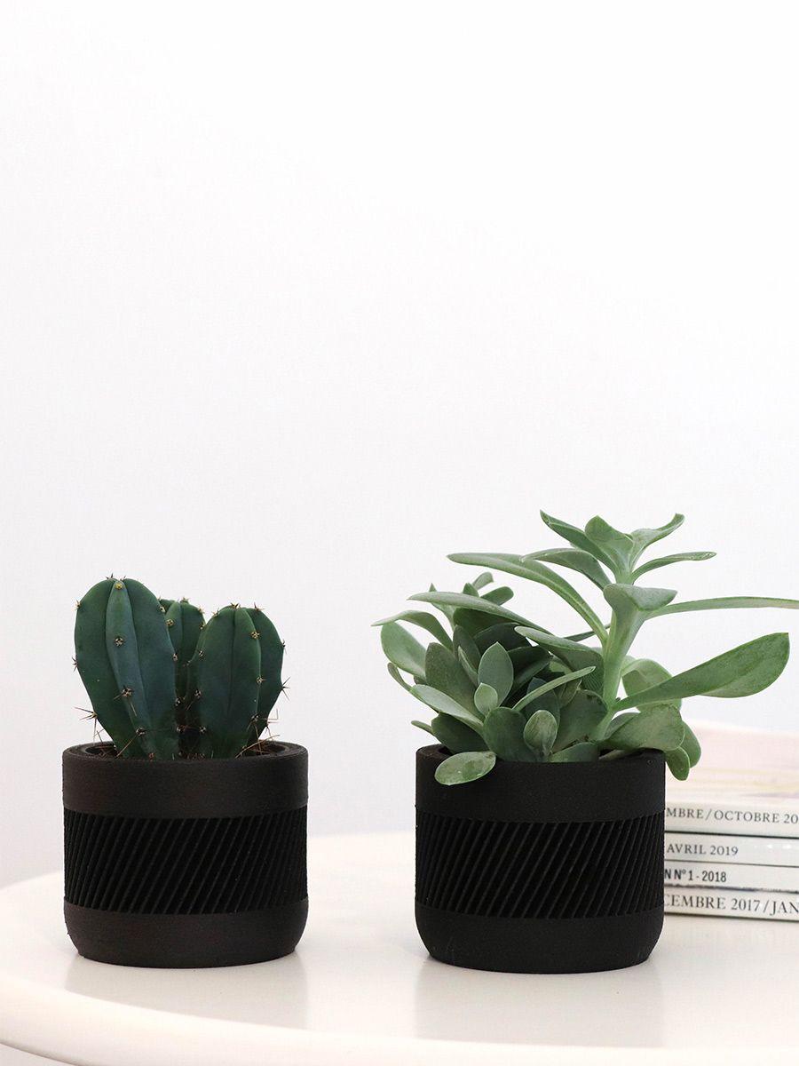 Duo Senecio X Cactus Extra Small 10cm Therma, potted plant, shipped by ...