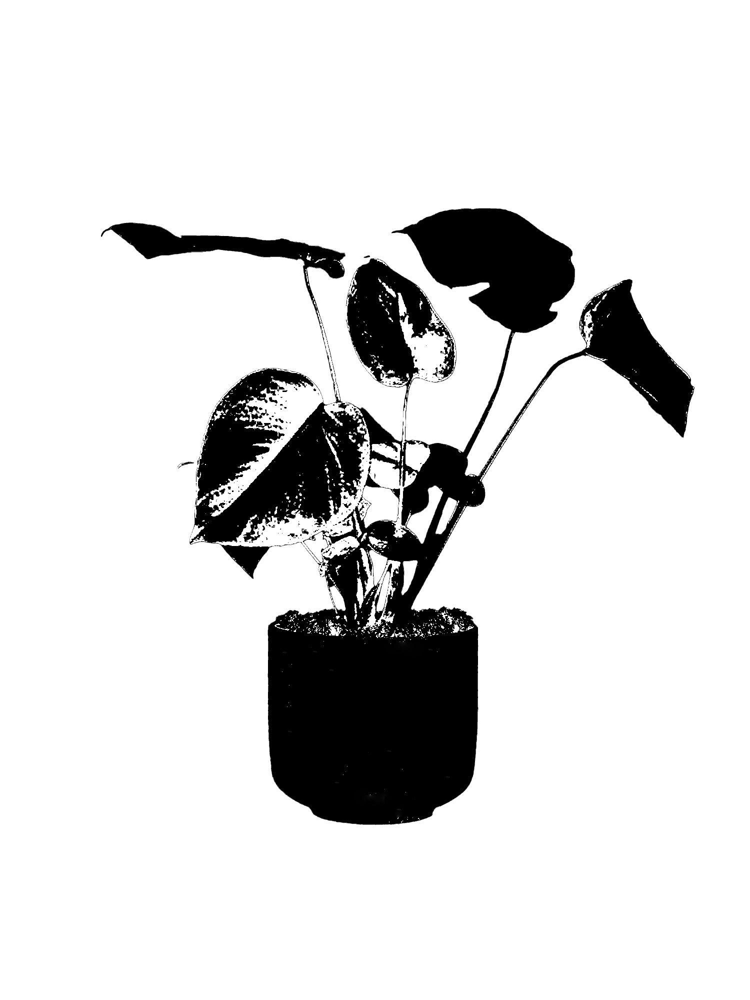 Monstera Deliciosa Medium (60 cm) | Léon & George