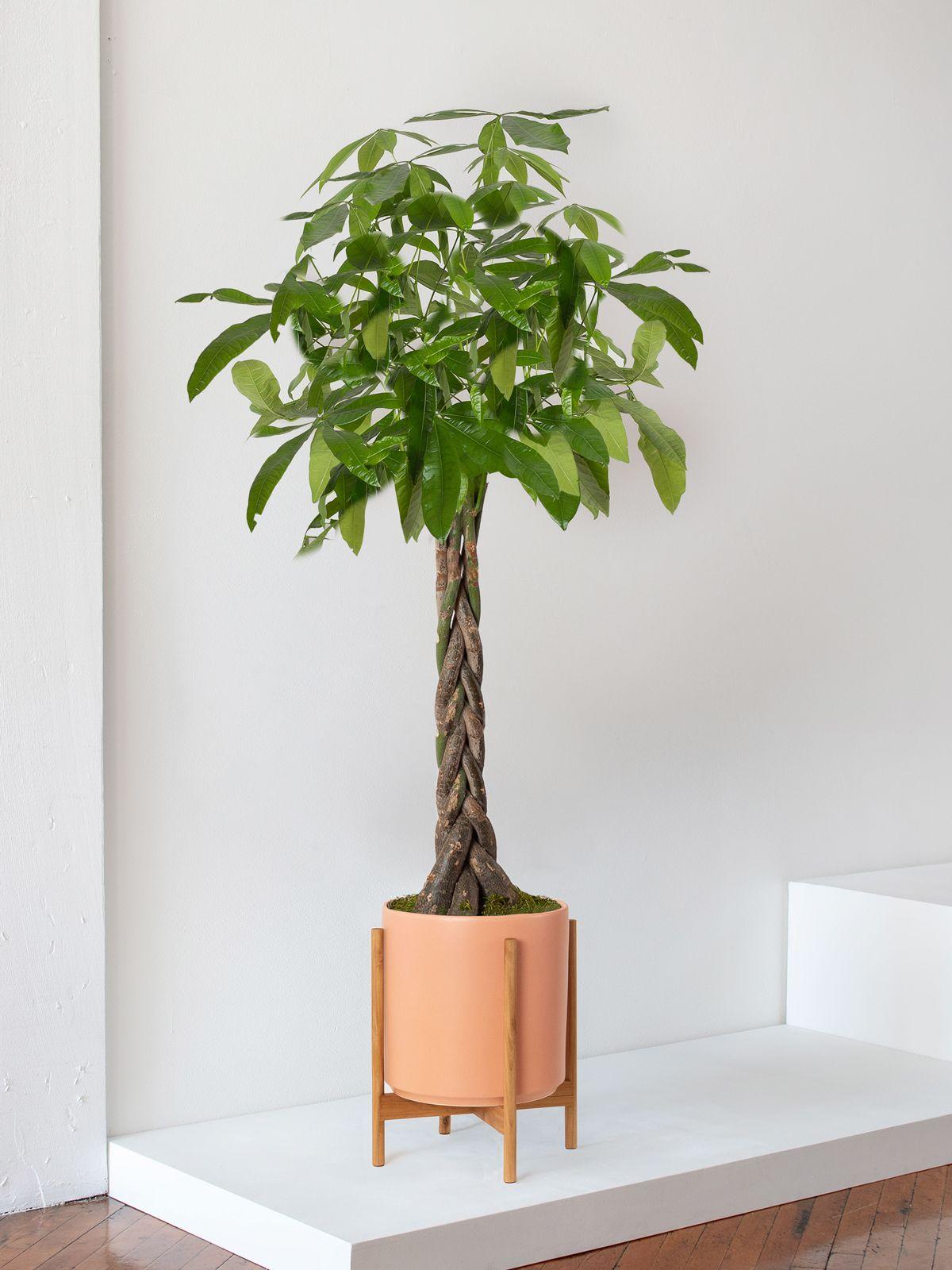 Extra Large Braided Money Tree With Mid-Century Pot, potted plant ...
