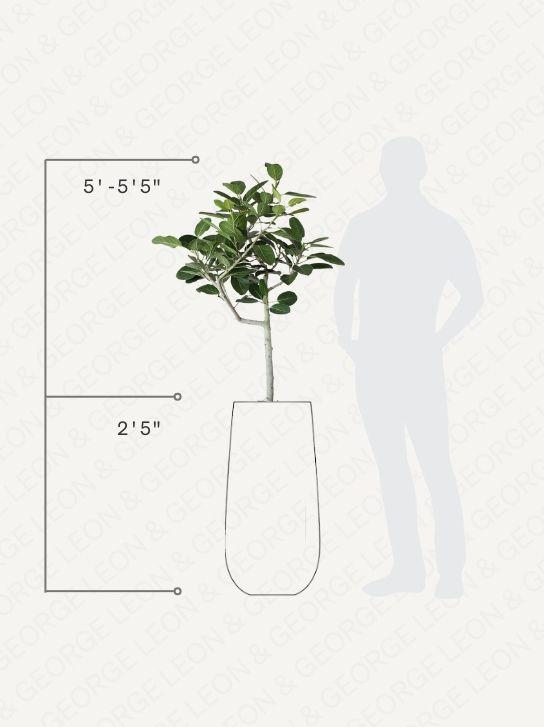 Ficus Audrey Tree With Flute Pot Large 5 – 5½ ft tall – White Flute Pot ...