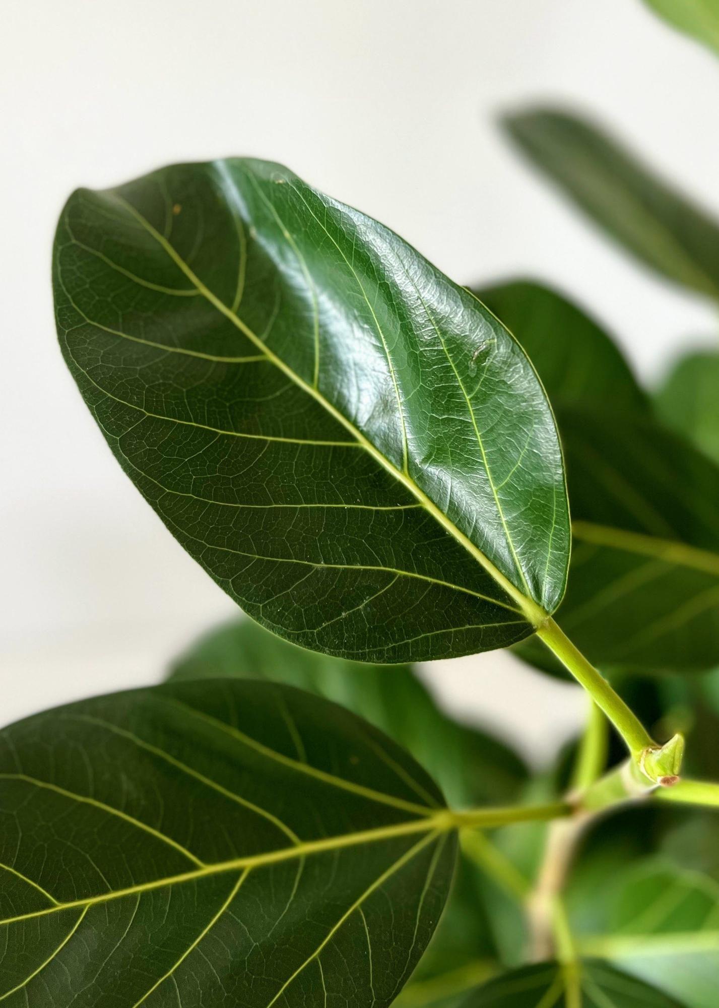 Ficus Audrey With Nursery Pot Large 3 – 3 ½ ft tall, potted plant ...