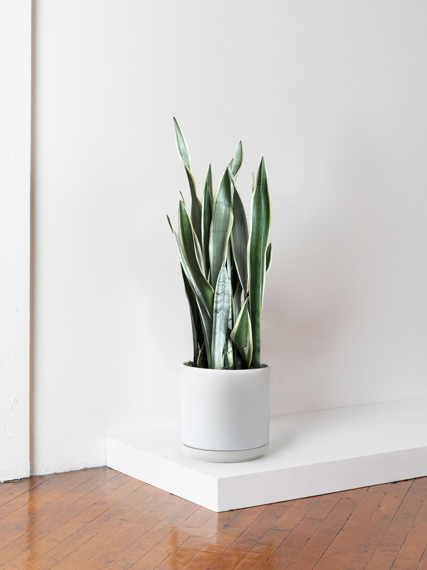 Silver Snake Plant With Foundation Pot Large 3 ½ ft tall | Premium ...