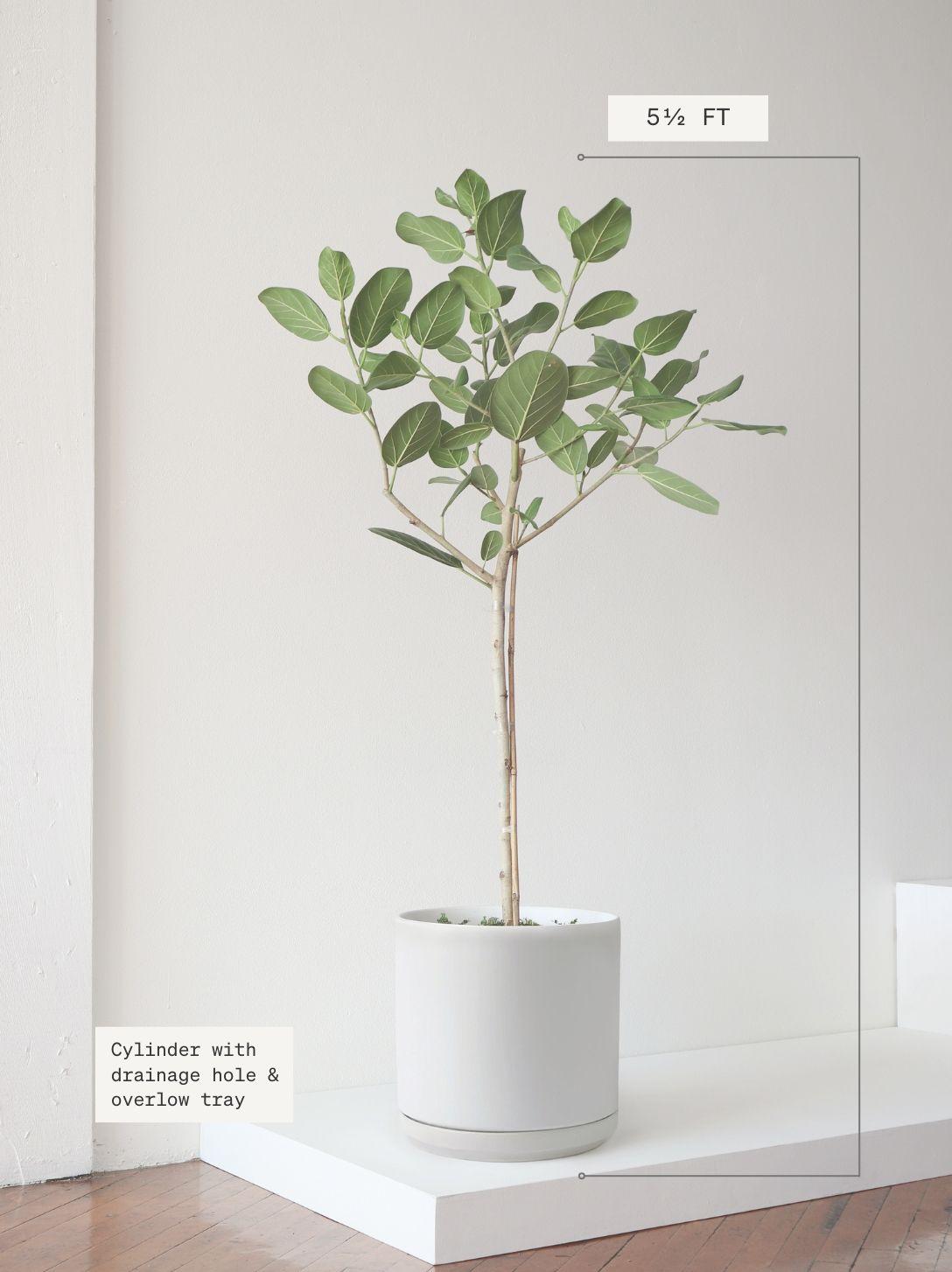 Ficus Audrey Tree Extra Large (4½ - 5 ft tall) – White Foundation ...