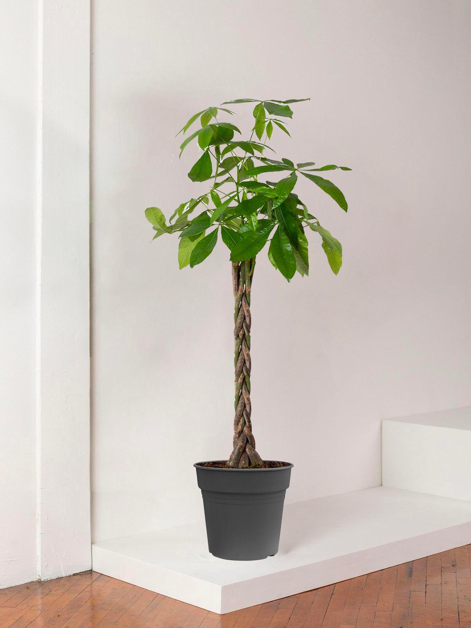 Pachira Aquatica Extra Large (1m80) Horticole – Pot Horticole - XL 34cm ...