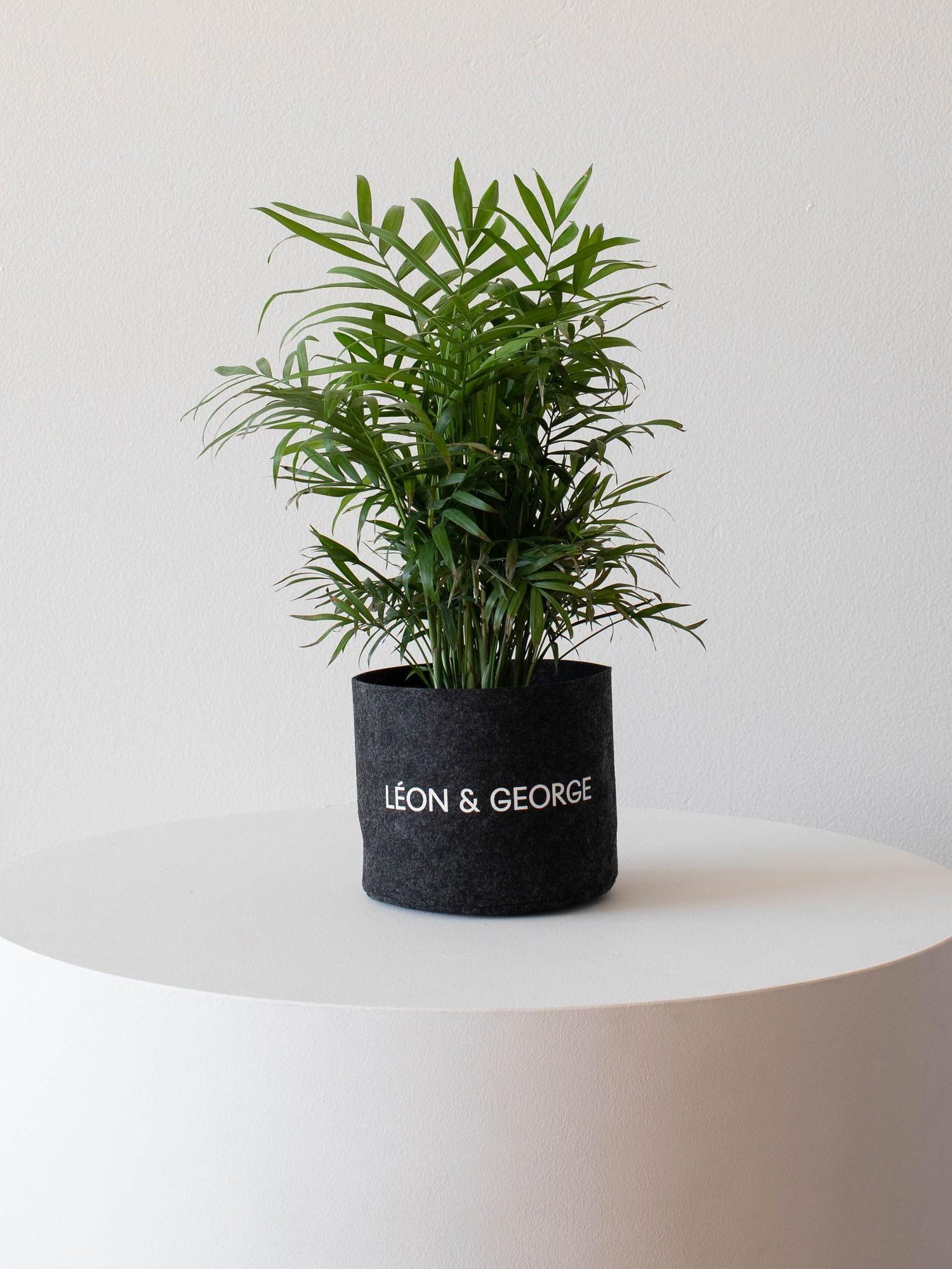 Parlor Palm Medium (1 ½ ft tall) – Nursery Pot, potted plant, shipped ...