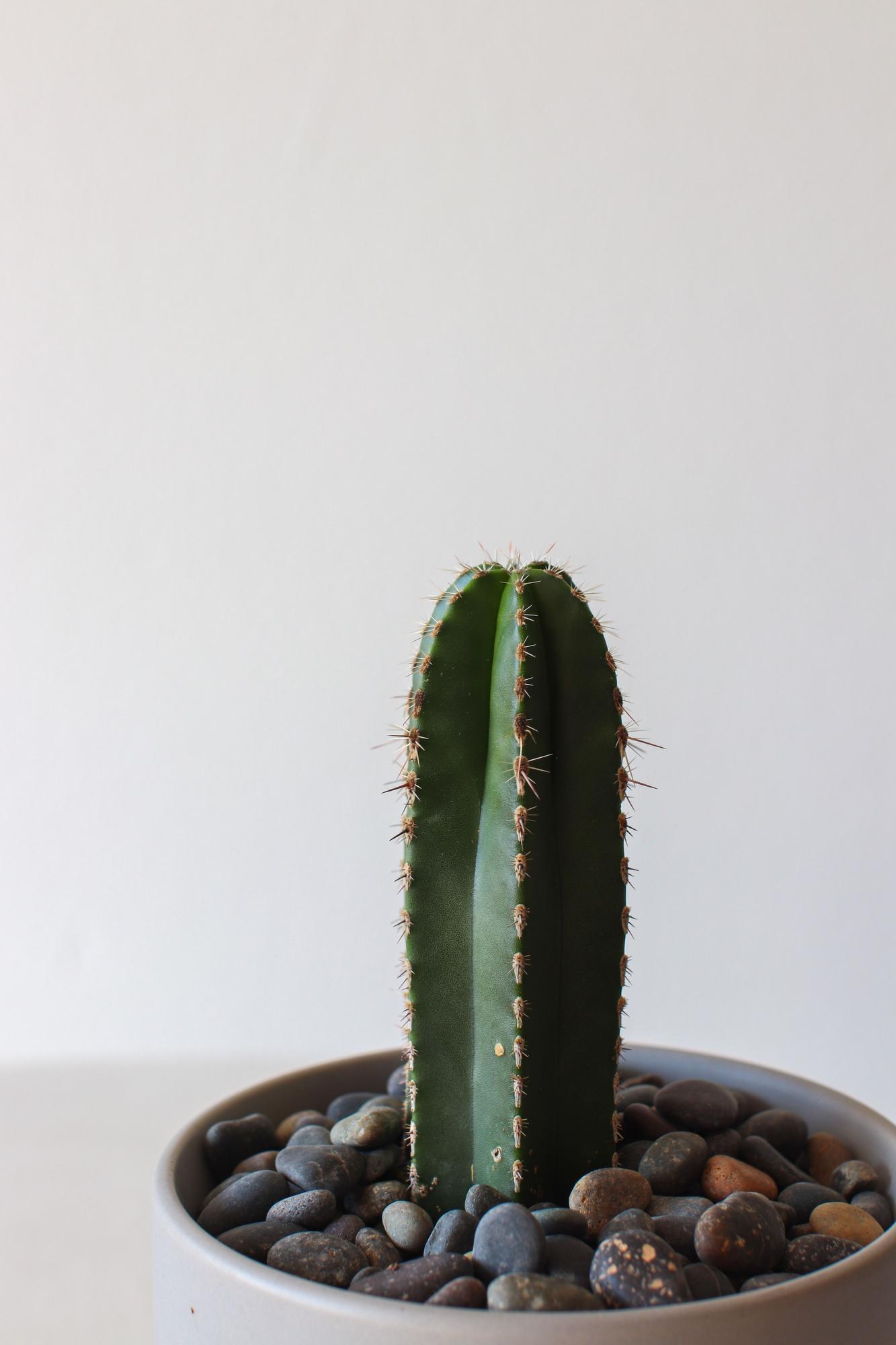 Mexican Fence Post Cactus With Scandinavian Pot Small 6-8 in tall ...