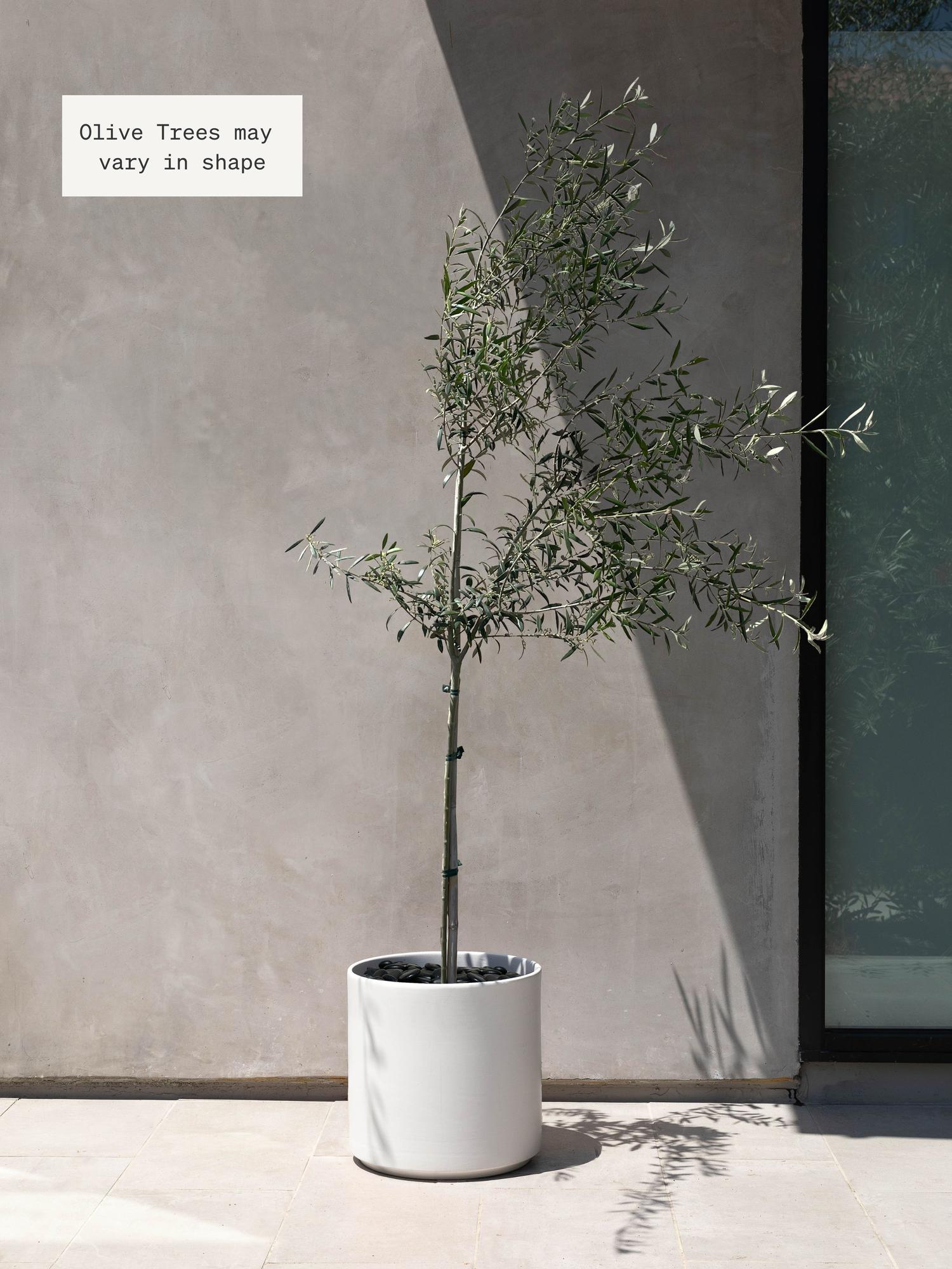 Olive Tree Extra Large (6-7 ft tall) – White Mid-Century Ceramic ...