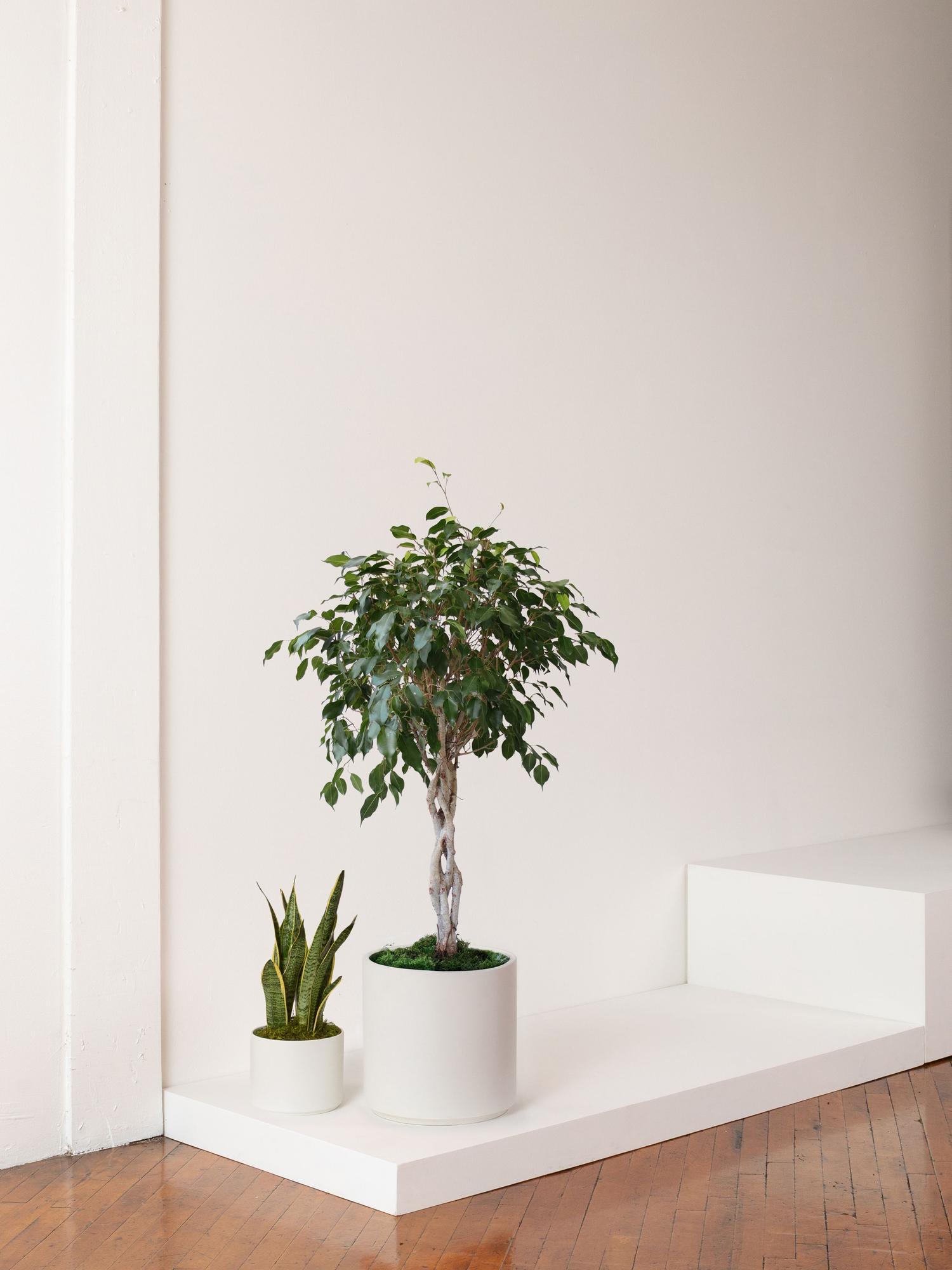 Ficus Benjamina With Mid-Century Pot Extra Large 4 ft tall – White Mid ...