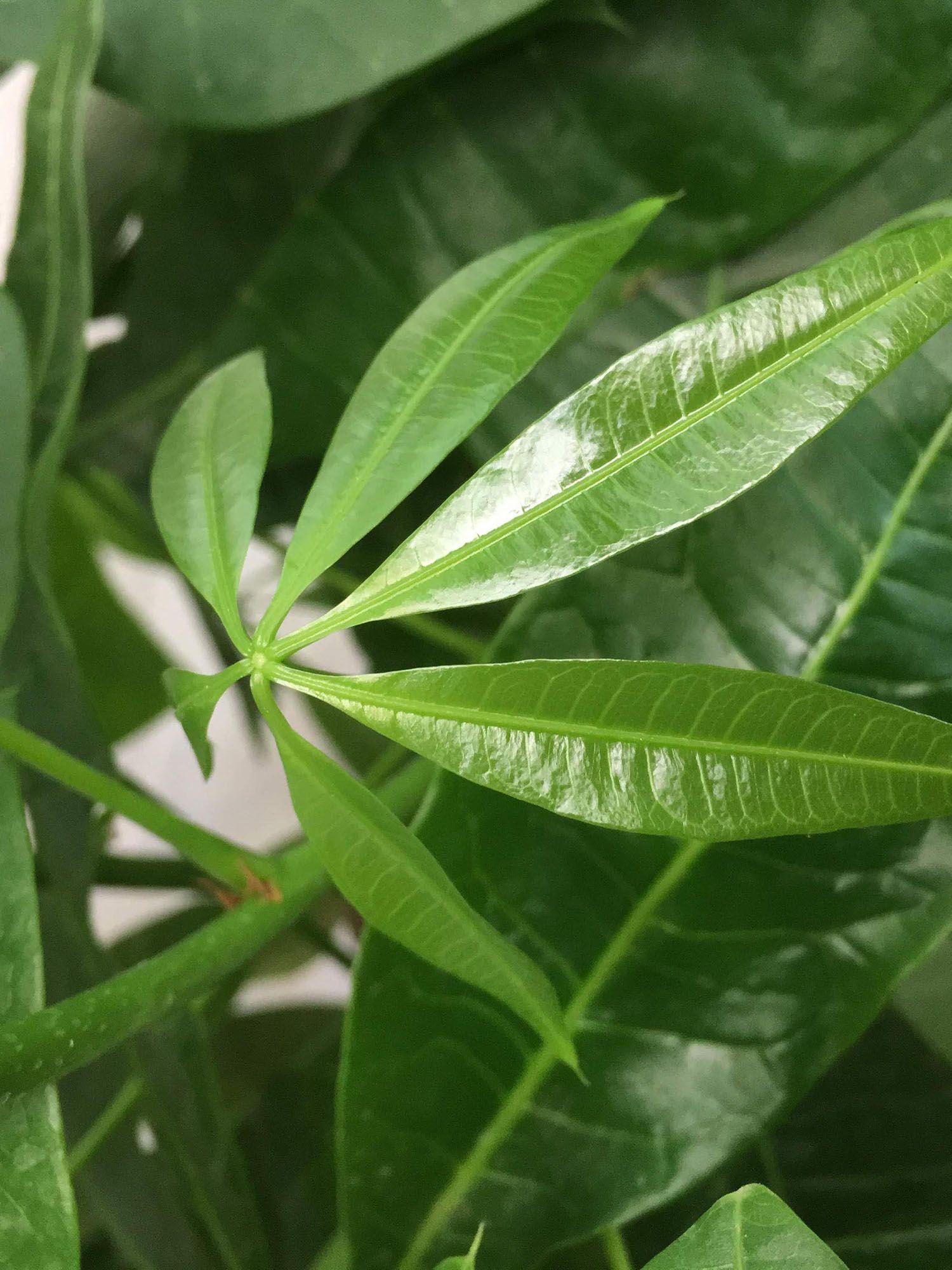 Pachira Aquatica Extra Large 1m80 Horticole – Pot Horticole - XL 34cm ...