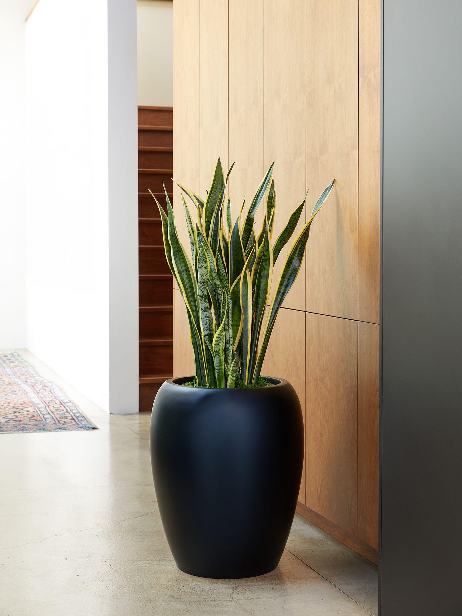 Snake Plant Laurentii With Calix Pot Large 3½ – 4 ft tall, potted plant ...