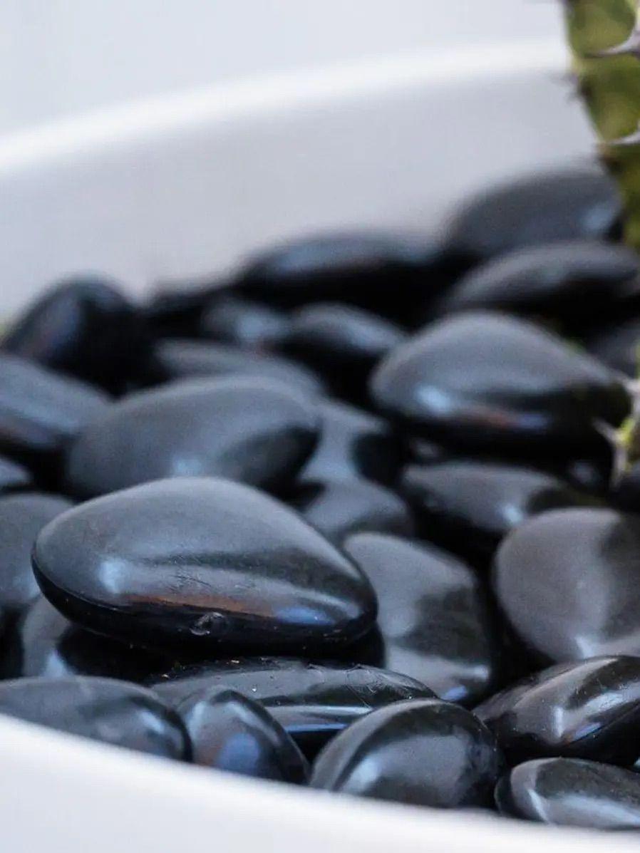 Jade Cactus With Foundation Pot Large 3 FT TALL – White Foundation ...