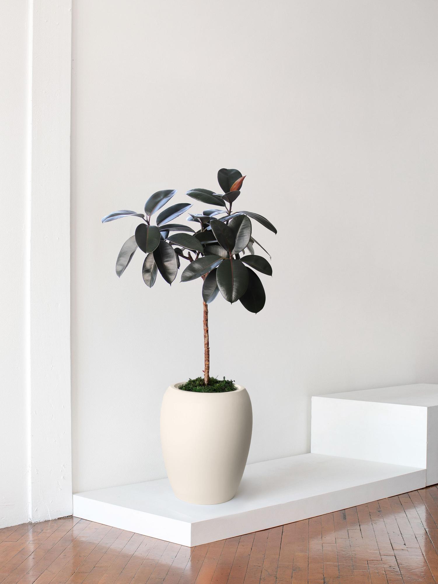 Rubber Tree Standard Extra Large (5 ft tall) + Calix Pot | Léon & George