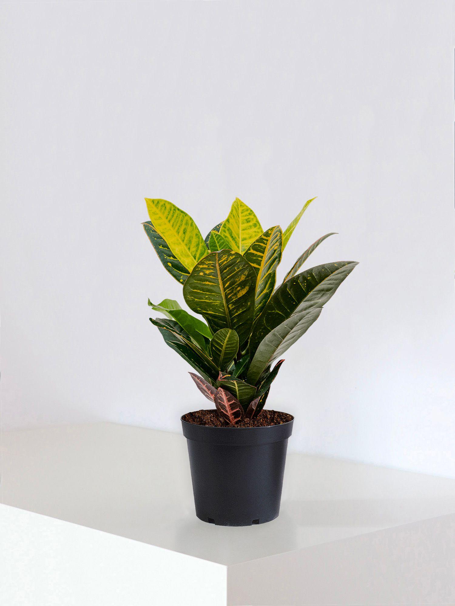 Croton Golden Petra Medium (50cm) Nursery – Nursery Pot - M | Premium ...