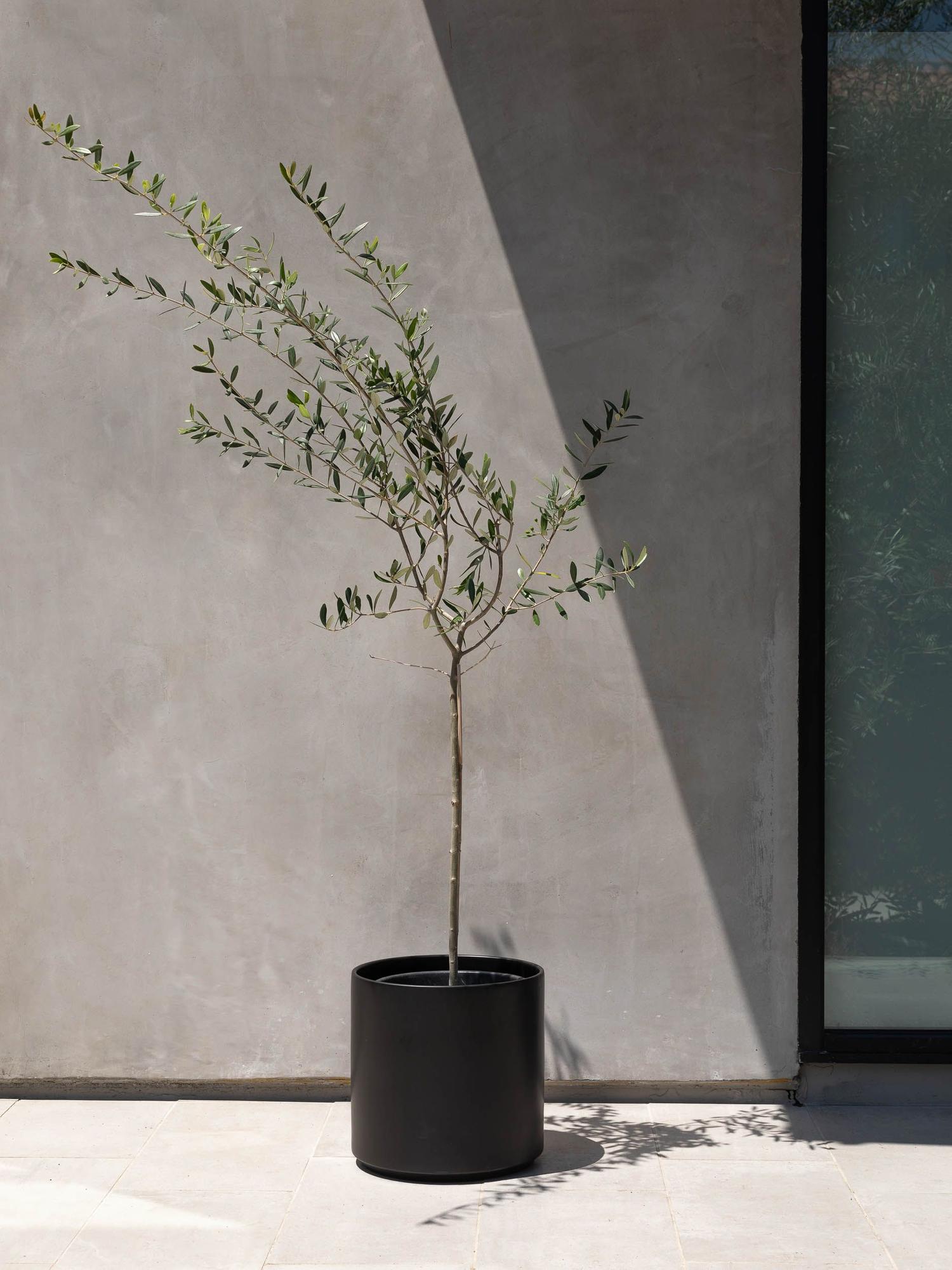 Extra Large Olive Tree With Mid-Century Pot, potted plant, shipped by ...
