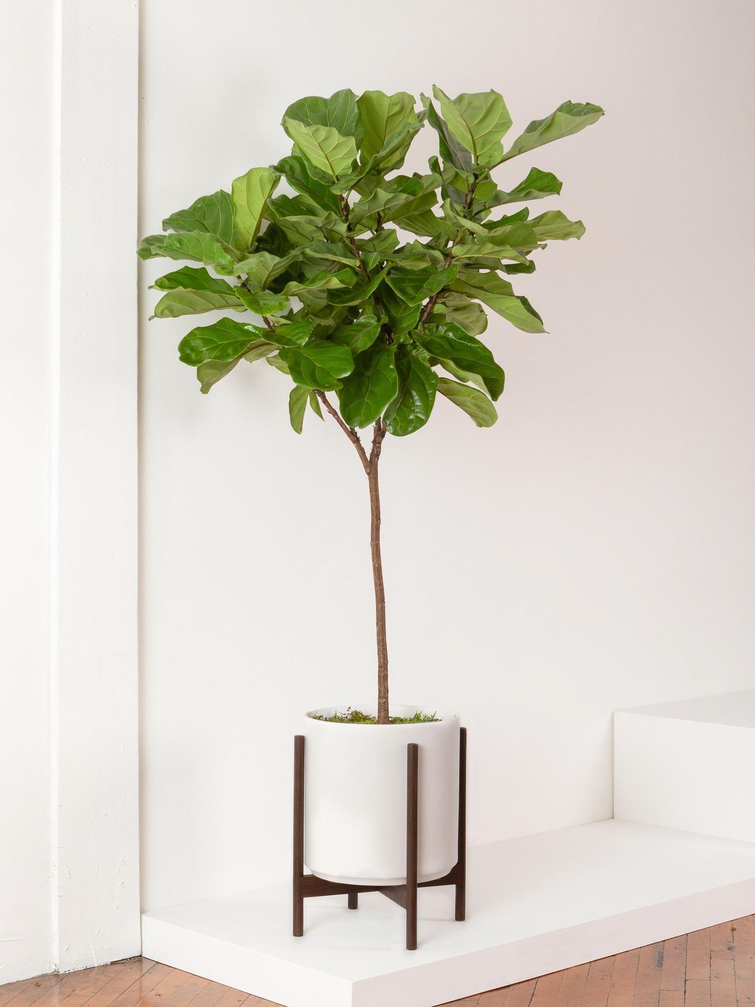 Fiddle Leaf Fig Tree With Mid-Century Pot Extra Large 5 ½ - 6 ½ ft tall ...