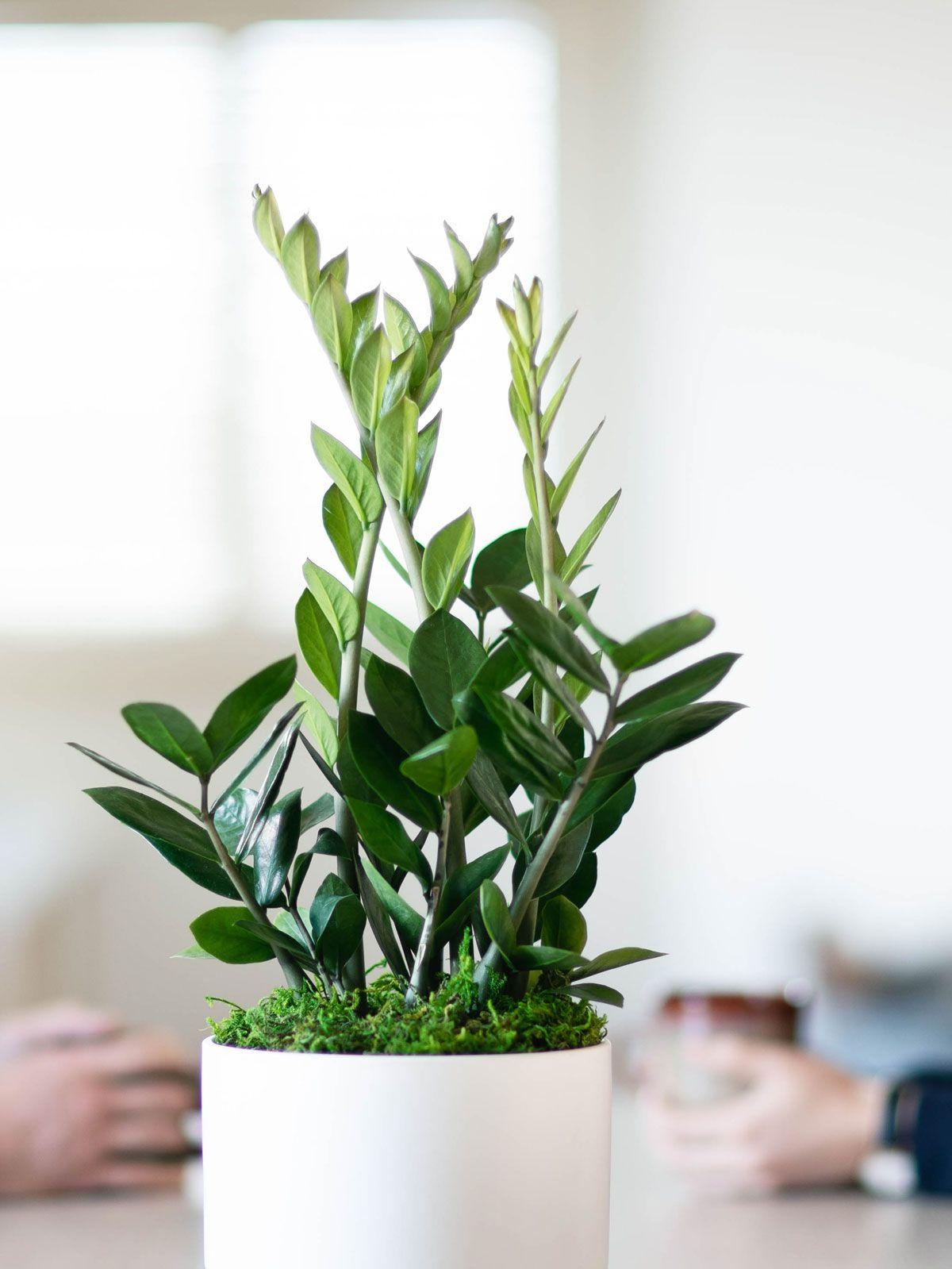 Money Tree and Zanzibar Gem Duo With Mid-Century Pot Medium 1 ½ ft tall ...