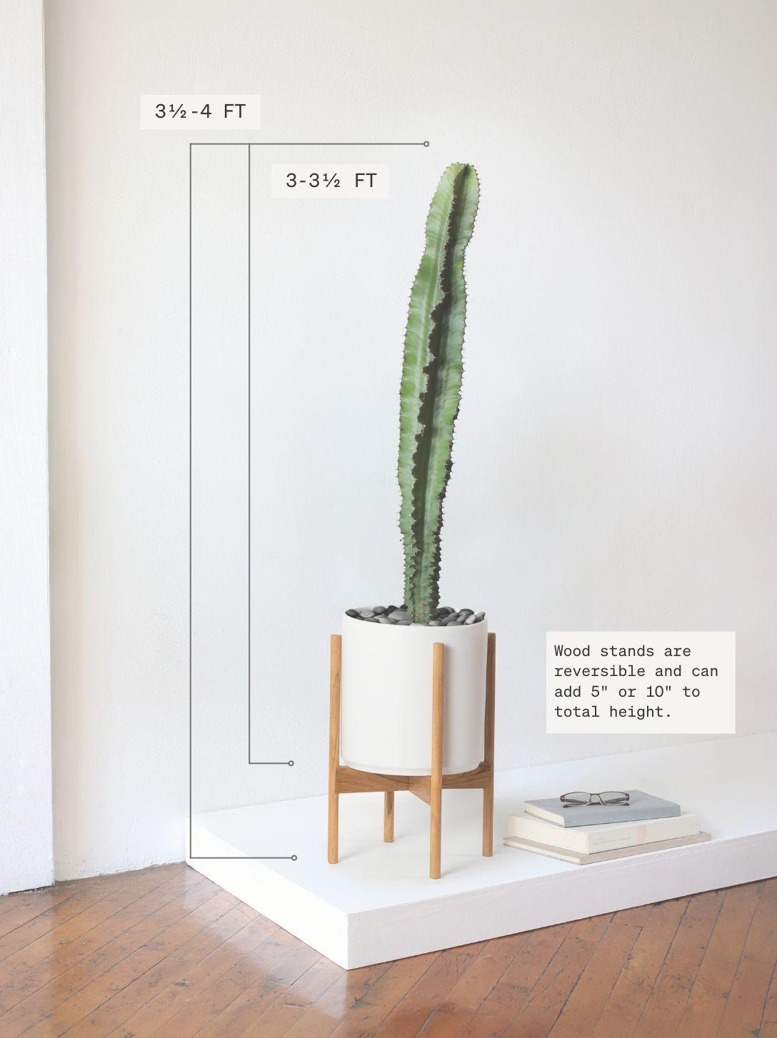 Jade Cactus With Mid-Century Ceramic Pot Large 3 - 3½ FT TALL – White ...