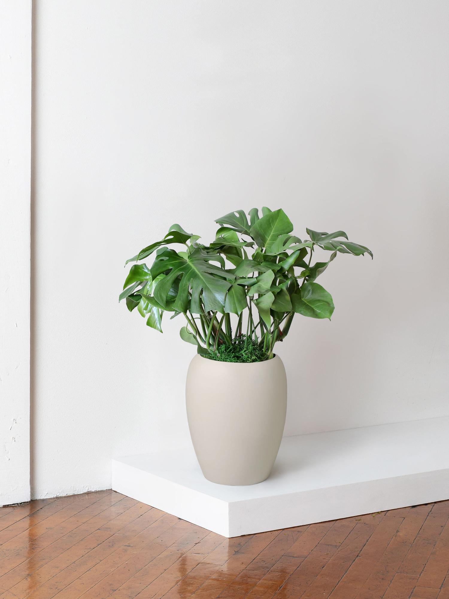 Monstera Deliciosa With Calix Pot Large 3½ ft tall, potted plant ...