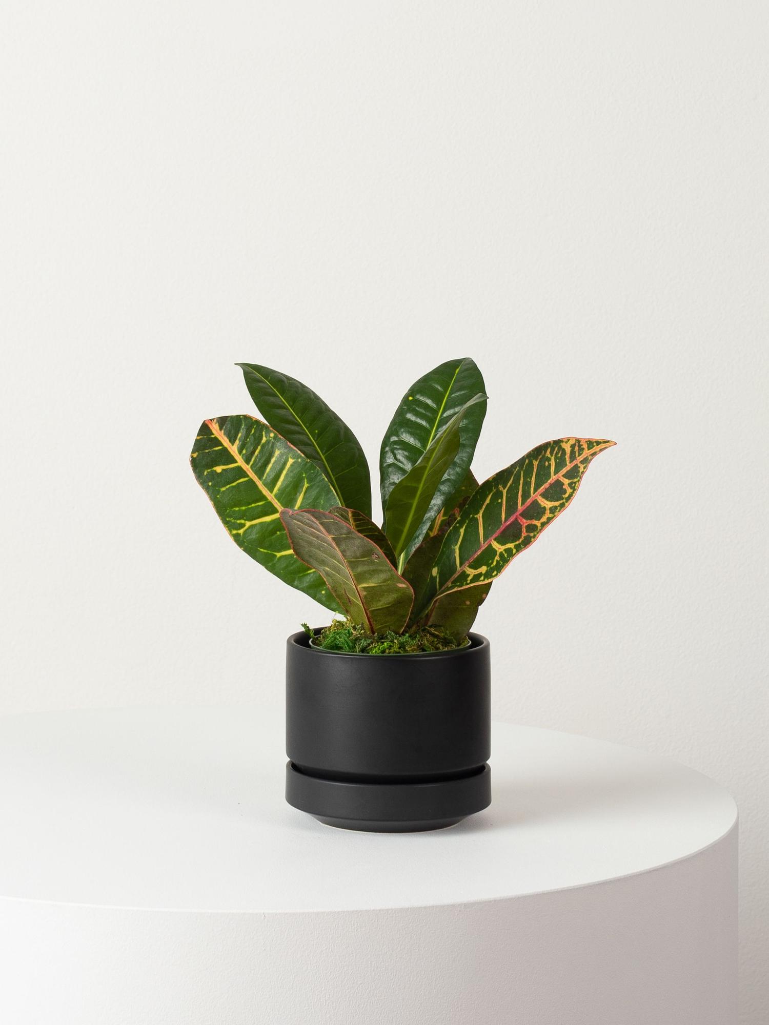 Golden Petra Small (8–12 in tall) – Midnight Scandinavian Ceramic ...