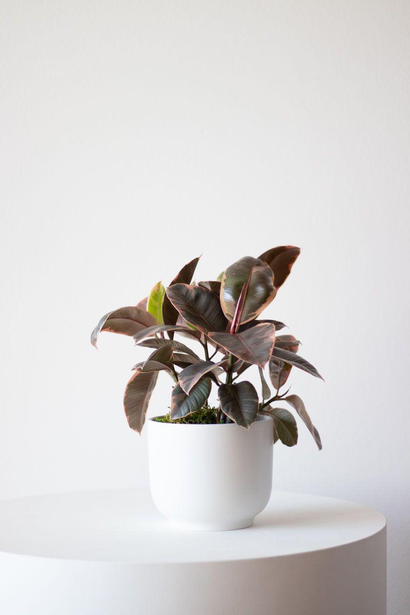 Ruby Rubber Plant With Nouvelle Pot Medium 1 ½ ft tall, potted plant ...
