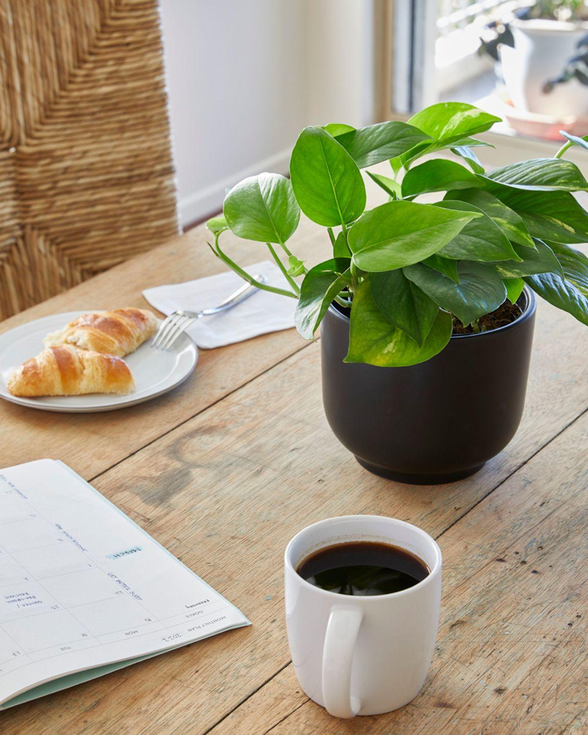 Cascading Pothos With Nouvelle Pot Medium 1-1 ½ ft tall, potted plant ...