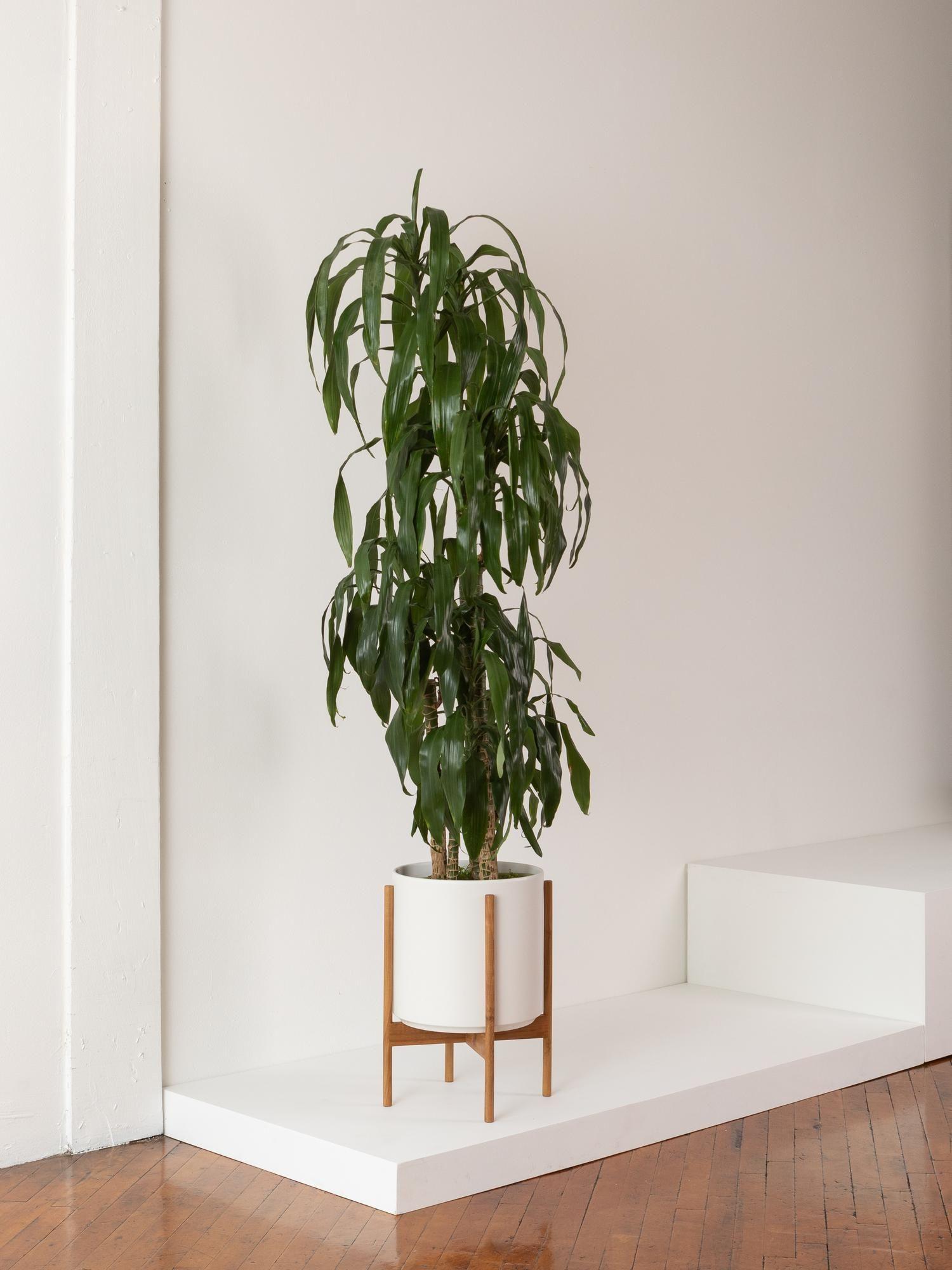 Extra Large Dracaena Lisa, potted plant, shipped by Léon & George