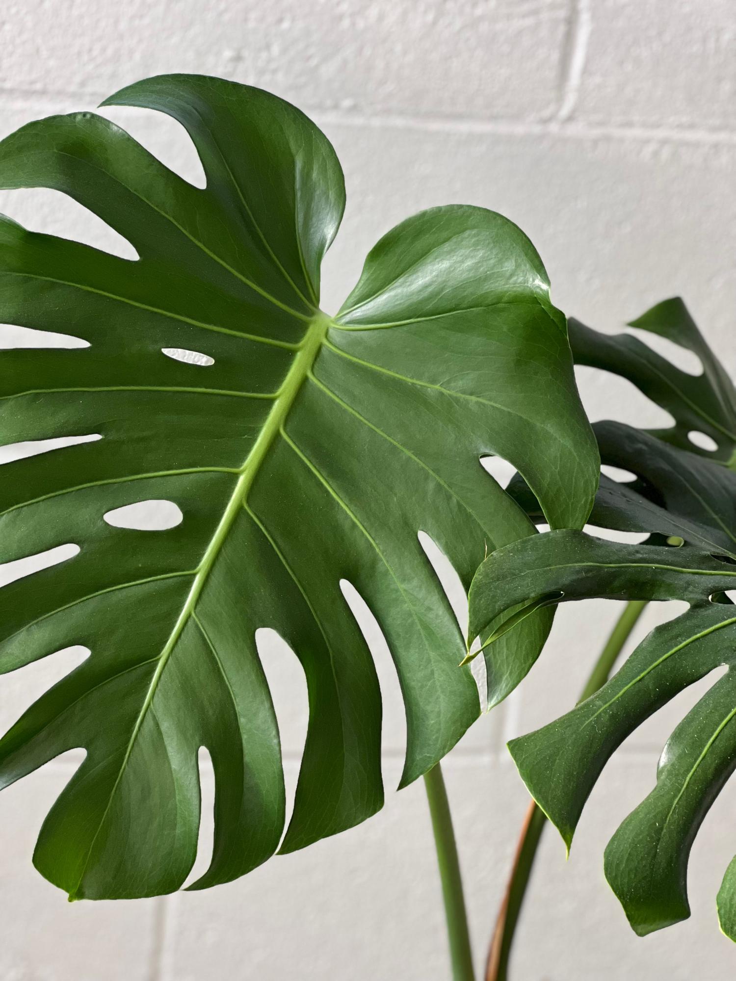 Monstera Deliciosa Large (2 ½ ft tall) – No Decorative Pot - Plant Only ...