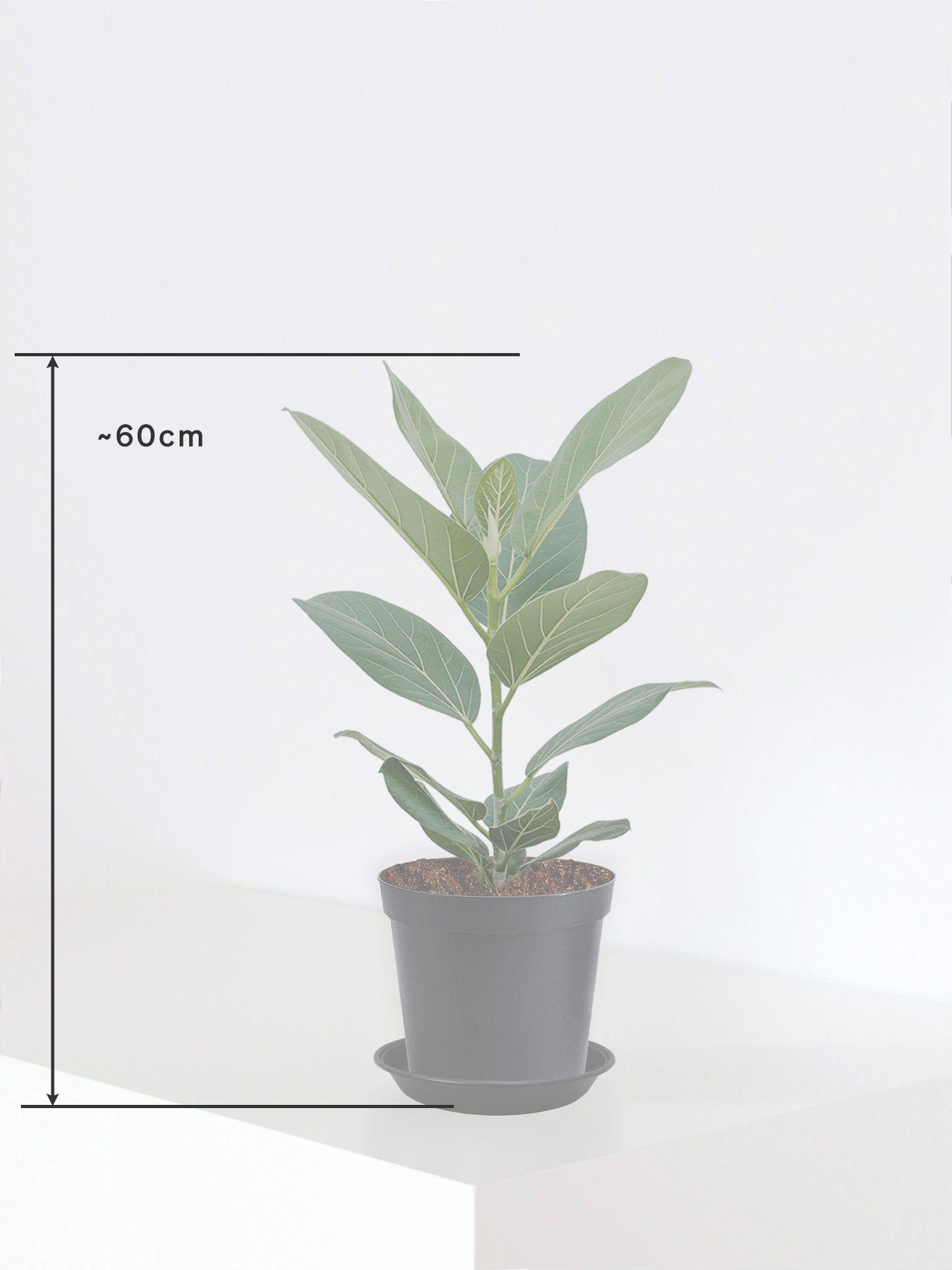 Bengal Fig Tree Medium (60cm) Nursery – Nursery Pot - M | Premium ...