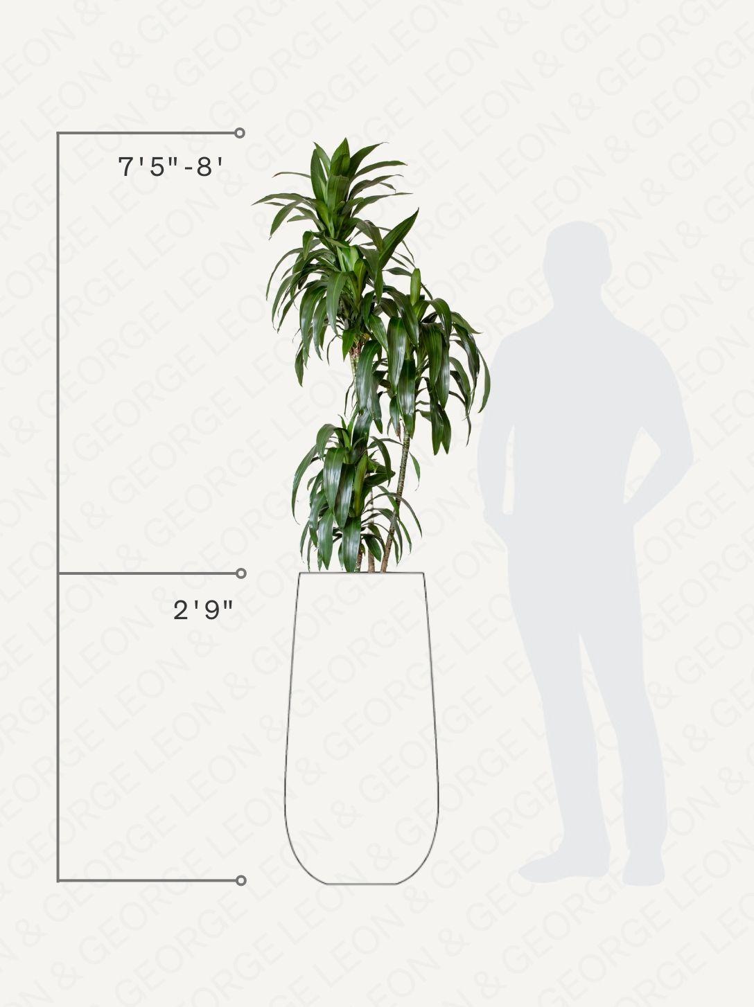 Dracaena Lisa With Flute Pot Extra Large 7 ½ - 8 ft tall, potted plant ...