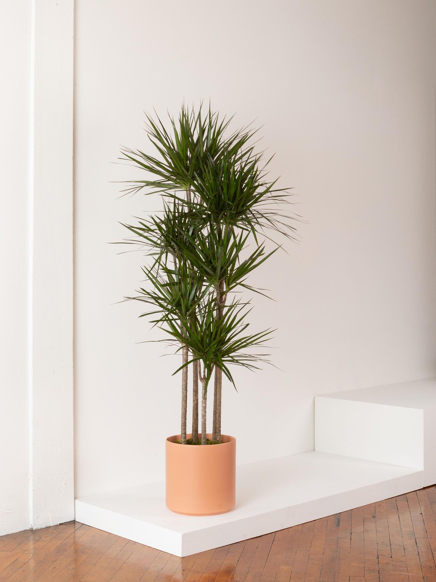 Dragon Tree With Mid-Century Pot Extra Large 5-6 ft tall, potted plant ...