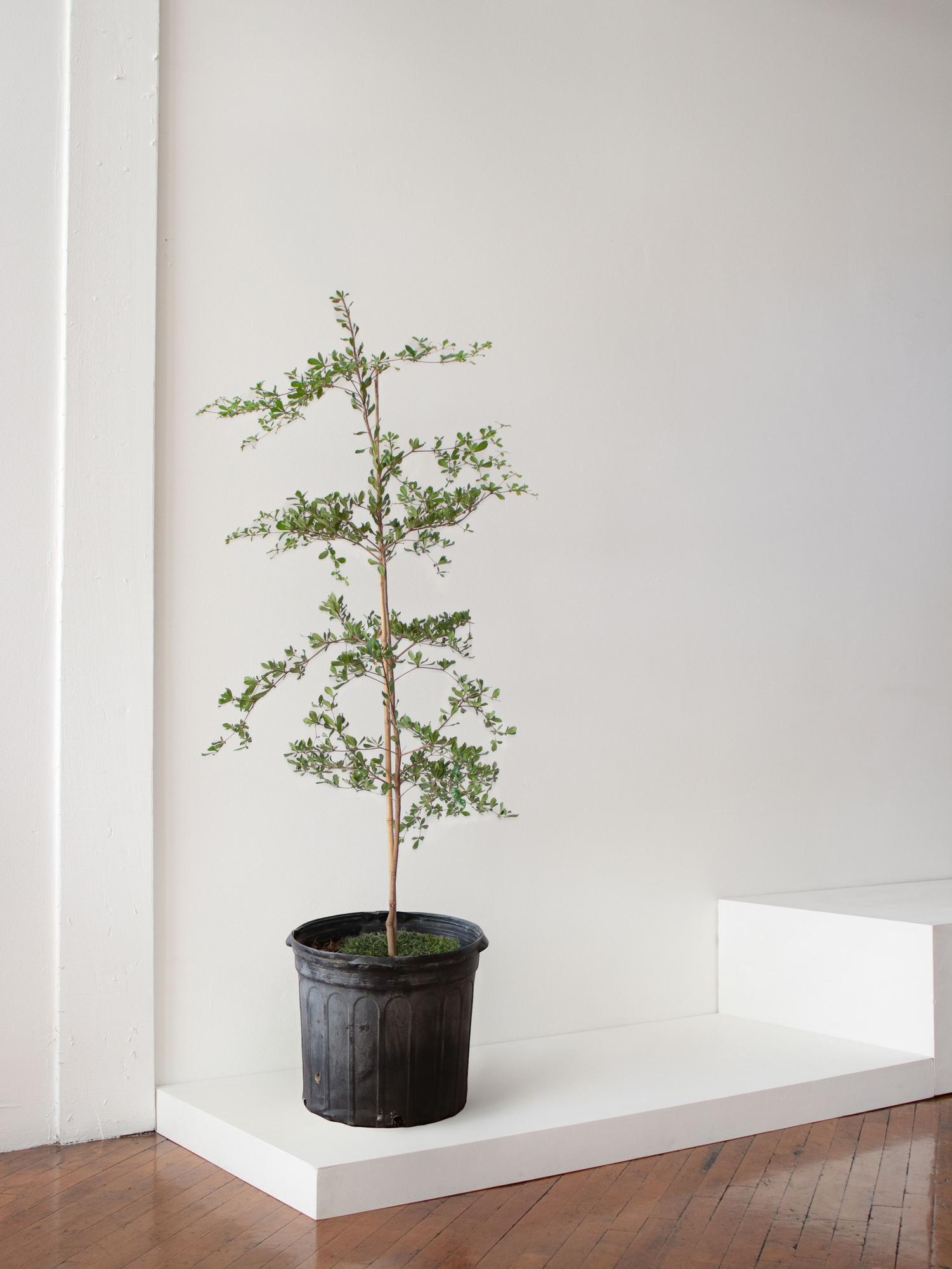 Black Olive Tree Extra Large (5½-6 ft tall) – No Decorative Pot - Plant ...
