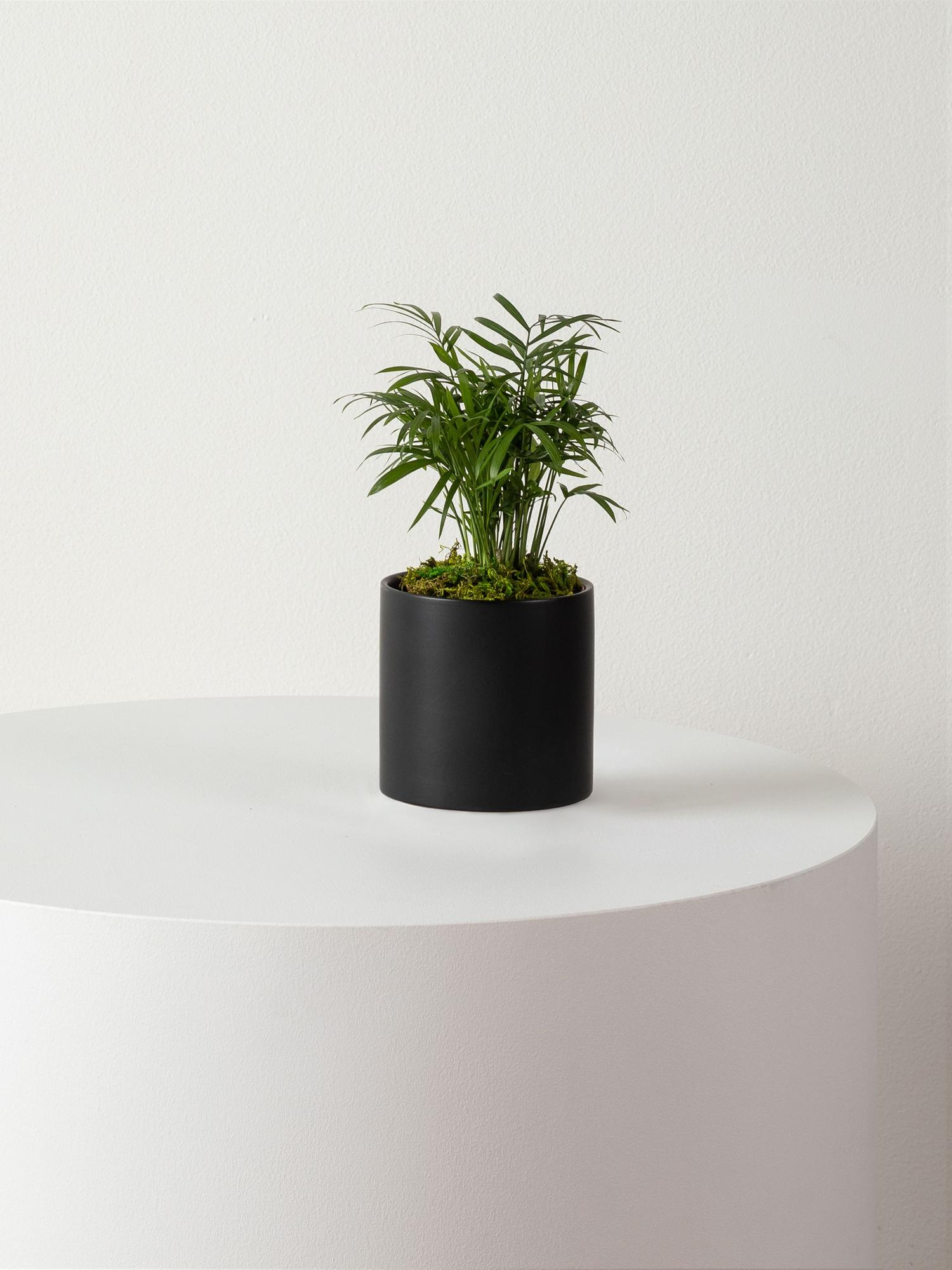 Parlor Palm Small (1 ft tall) – Black Mid-Century Ceramic & Dark Wood ...