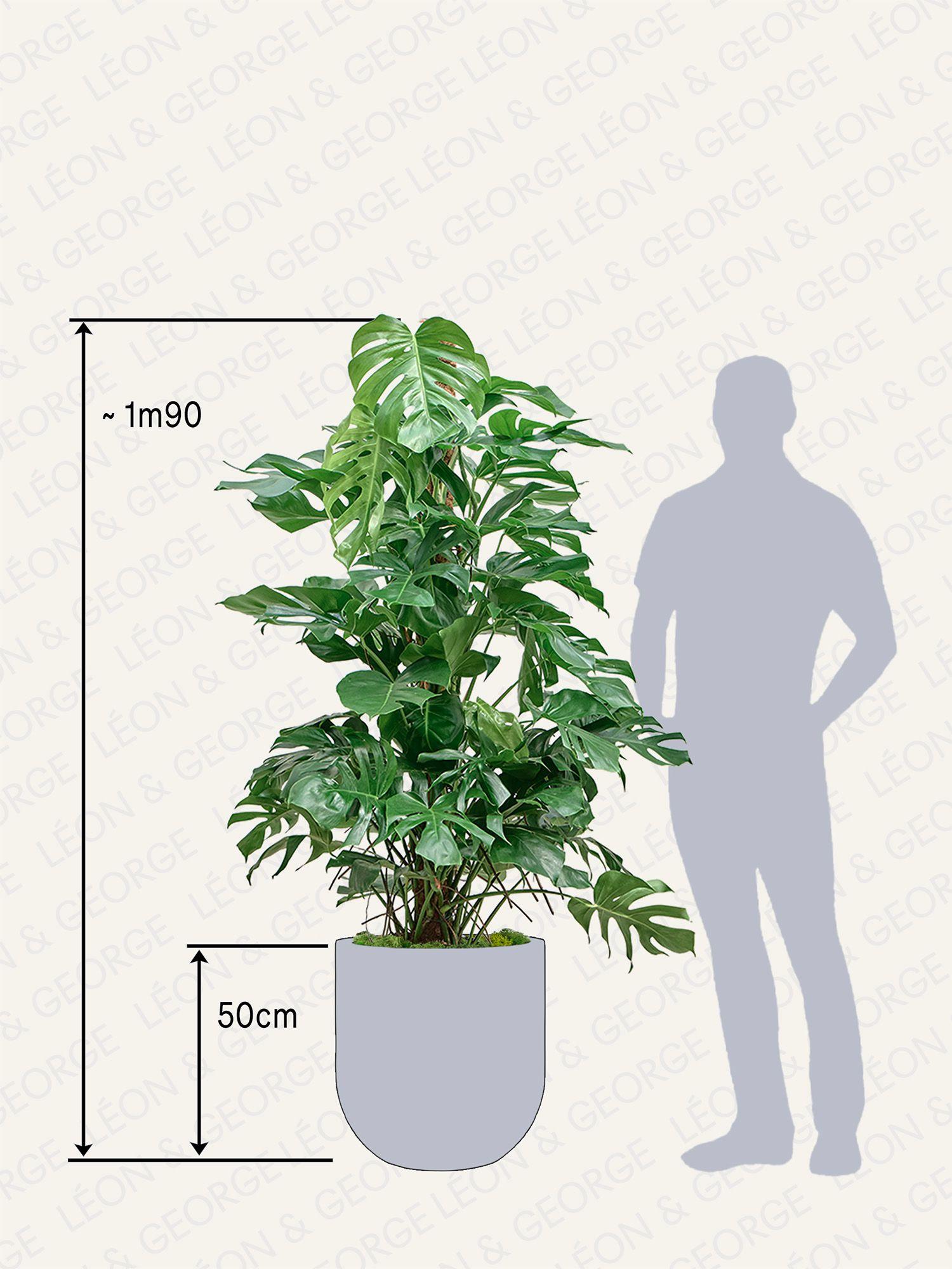 Monstera Deliciosa Géant Extra Large (1m90) + Pot Oslo | Léon & George