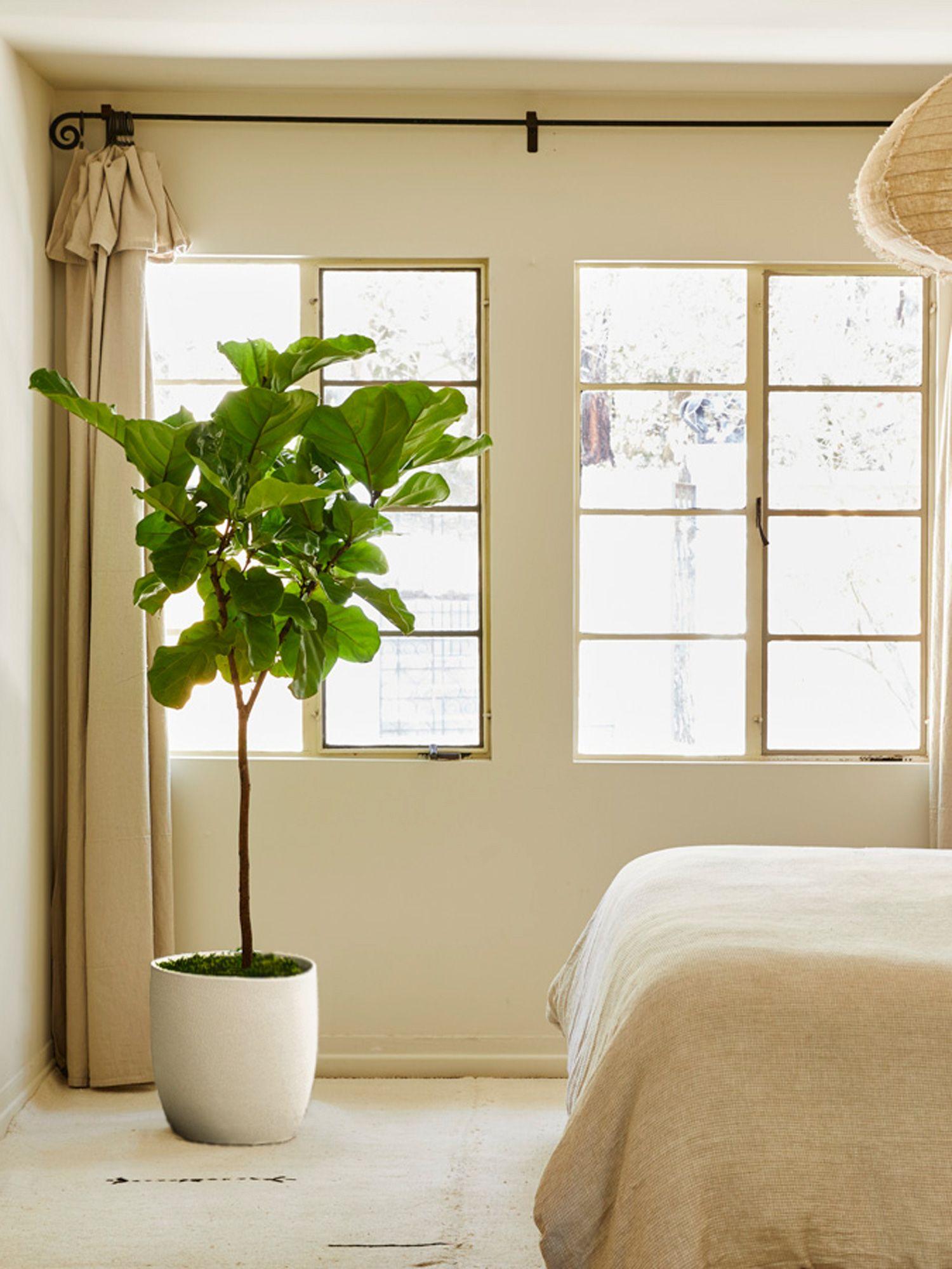 Fiddle Leaf Fig Tree With Mediterra Pot Extra Large 5 ½ - 6 ½ ft tall ...
