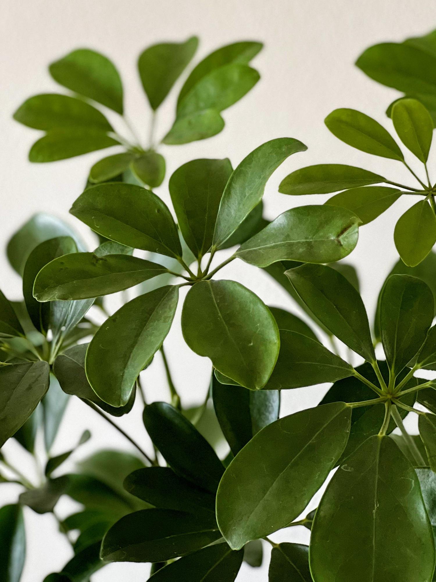 Schefflera Tree Large (3½ ft tall) – White Mid-Century Ceramic & Light ...