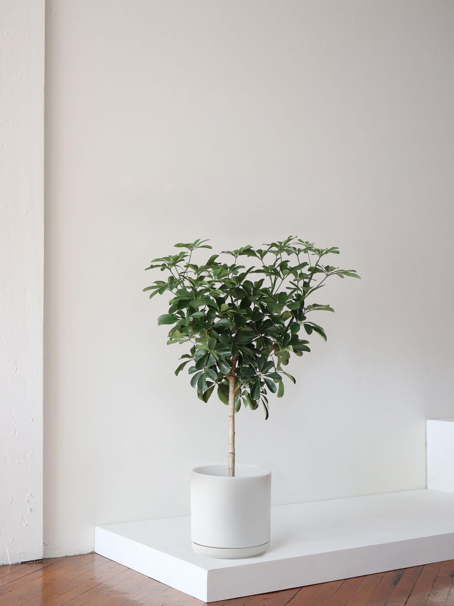 Schefflera Tree With Foundation Pot Large 3½ ft tall – Option optn ...