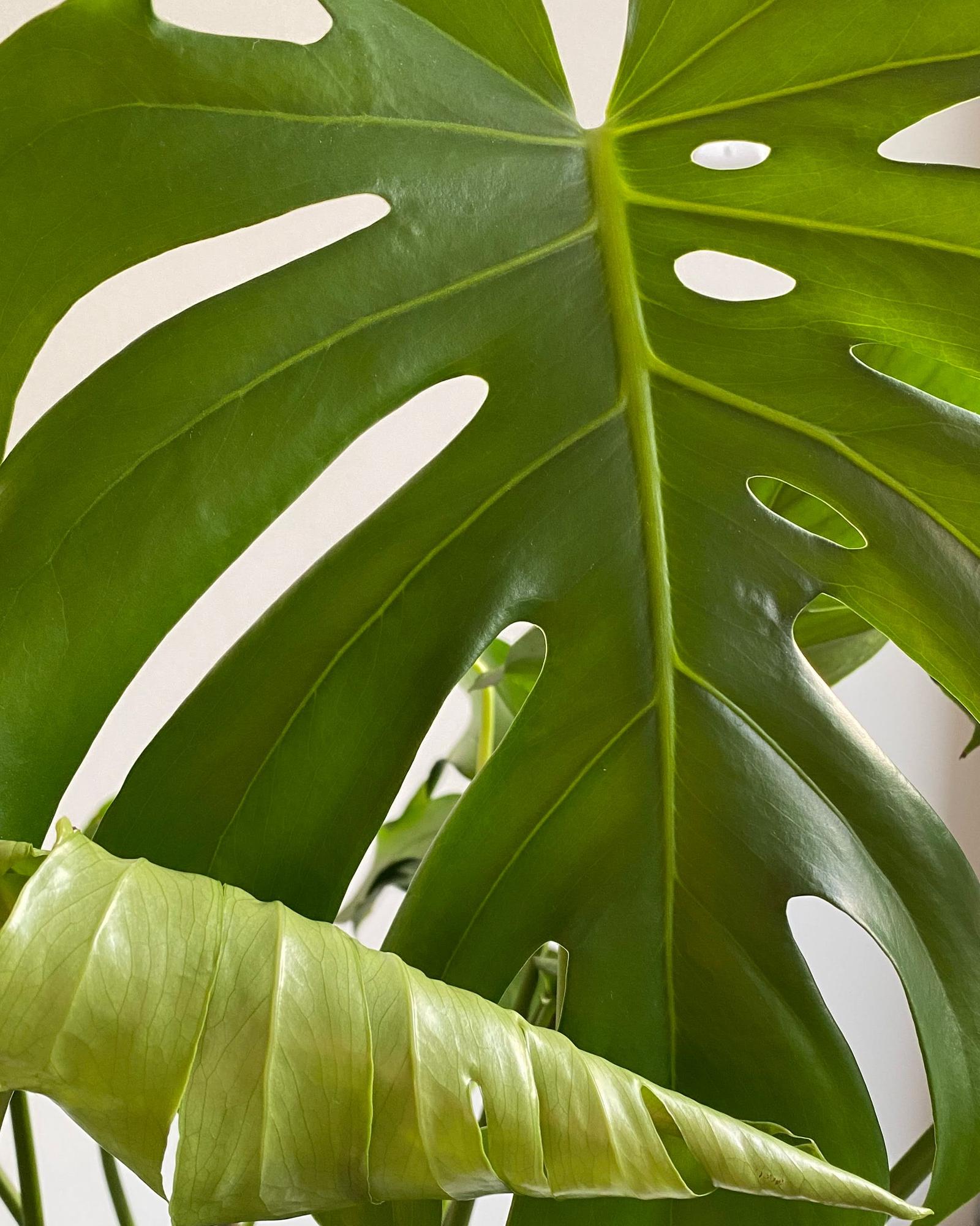 Monstera Deliciosa With Foundation Pot Large 2 ½ ft tall – Option optn ...