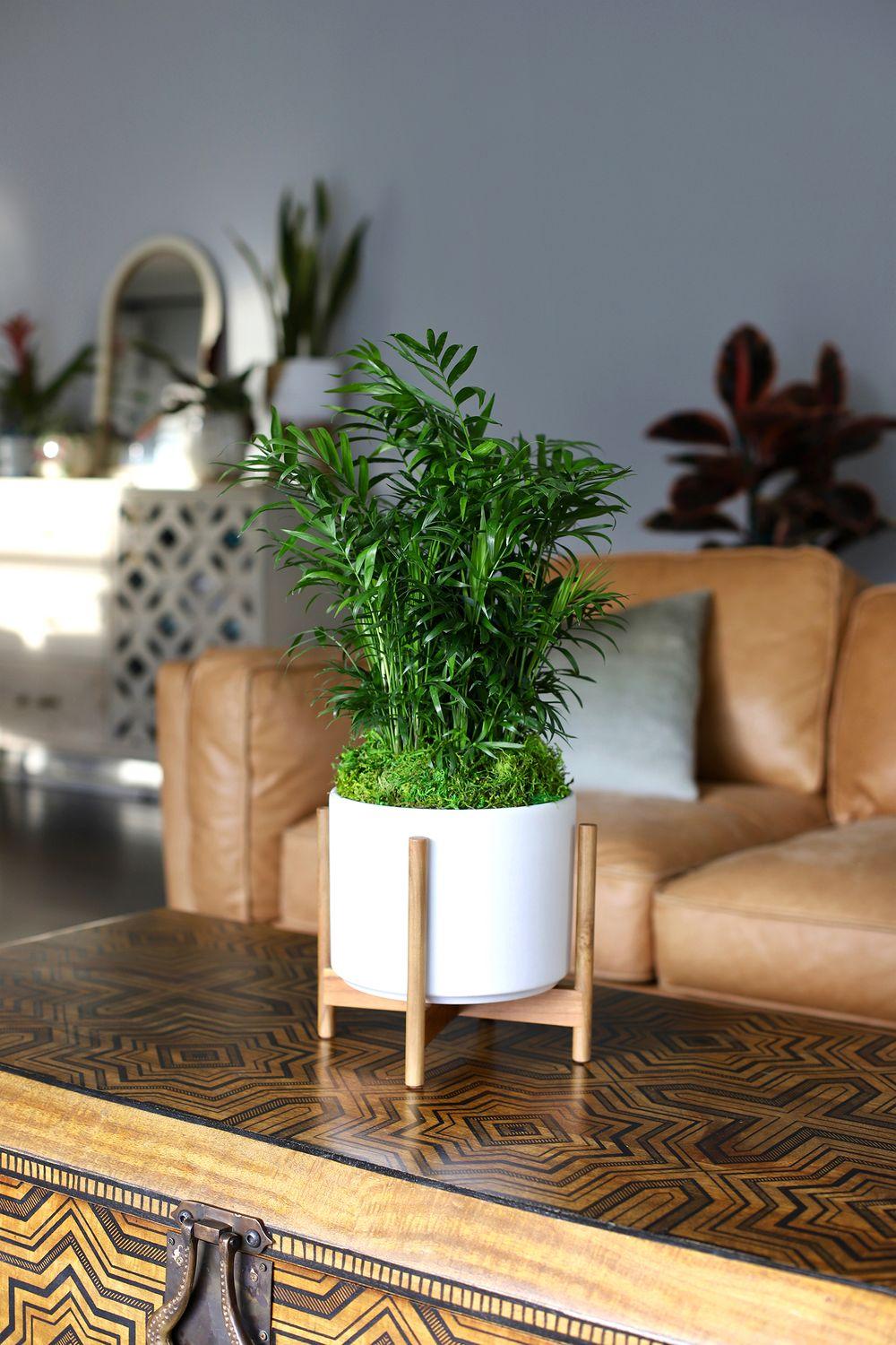 Parlor Palm Medium (1 ½ ft tall) + Mid-Century Ceramic Pot | Léon & George