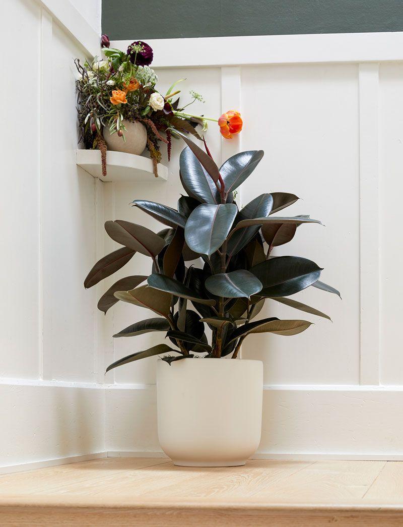 Rubber Tree With Nouvelle Pot Large 2 – 3 ft tall, potted plant ...