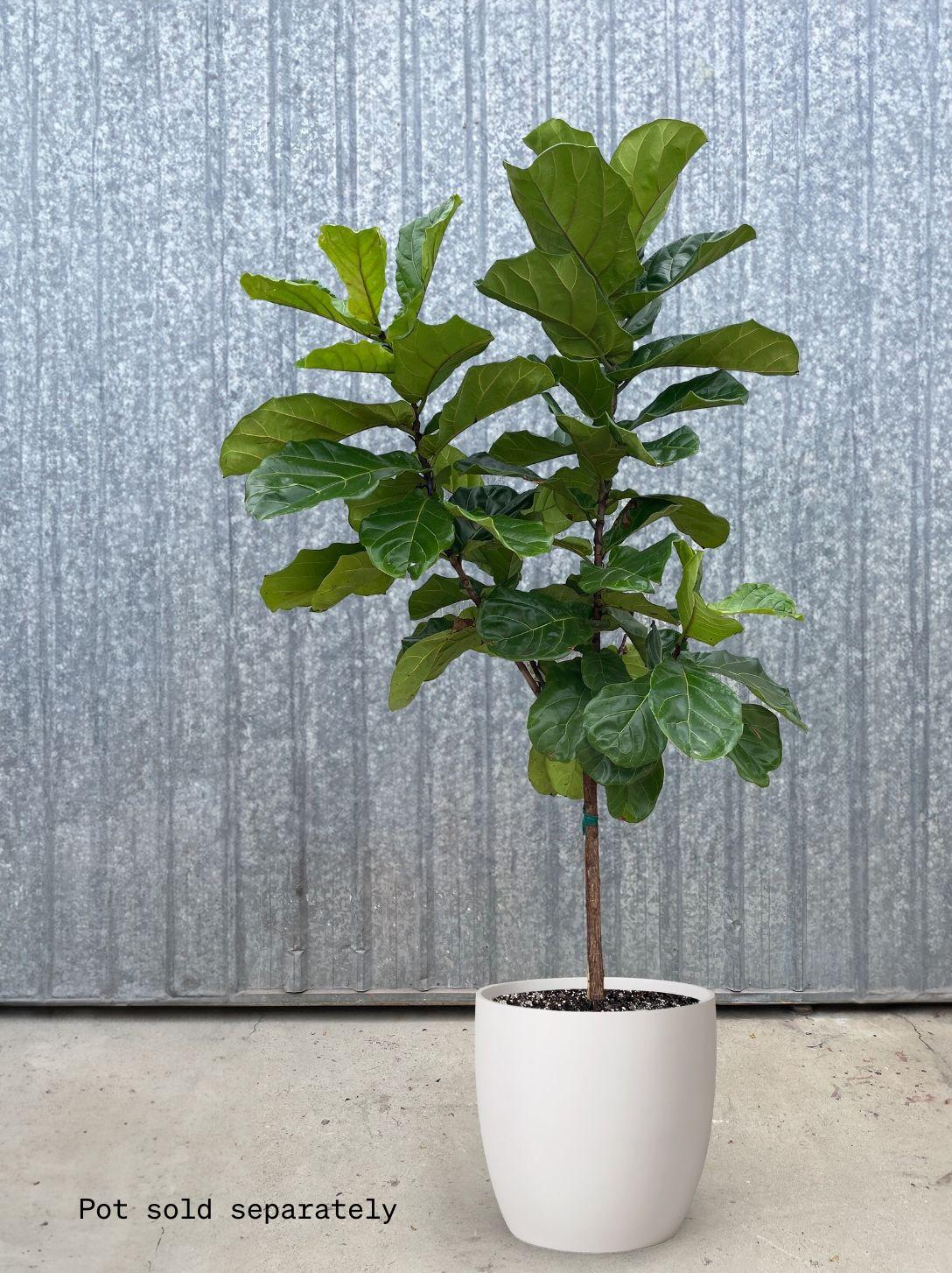 Potted Fig Tree