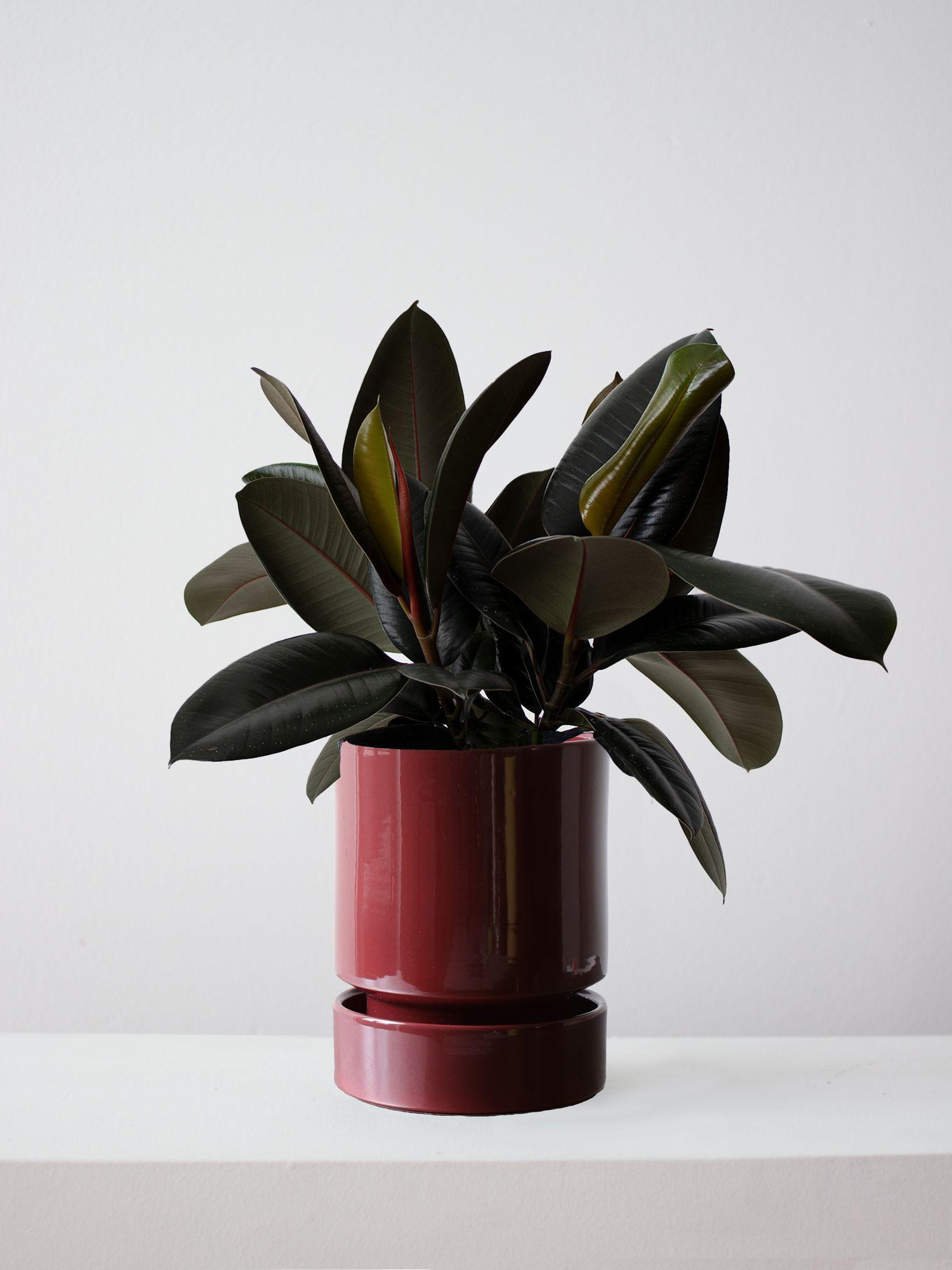 Rubber Plant Medium (1½ - 2 ft tall) – Buttercup With Saucer, potted ...