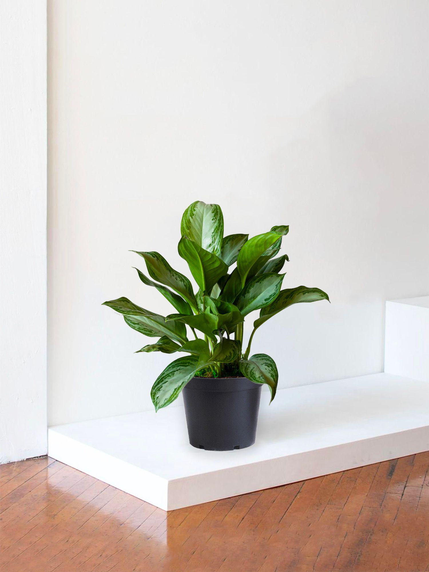 Silver Evergreen Large (70cm) Nursery – Pot Horticole - L 26cm ...