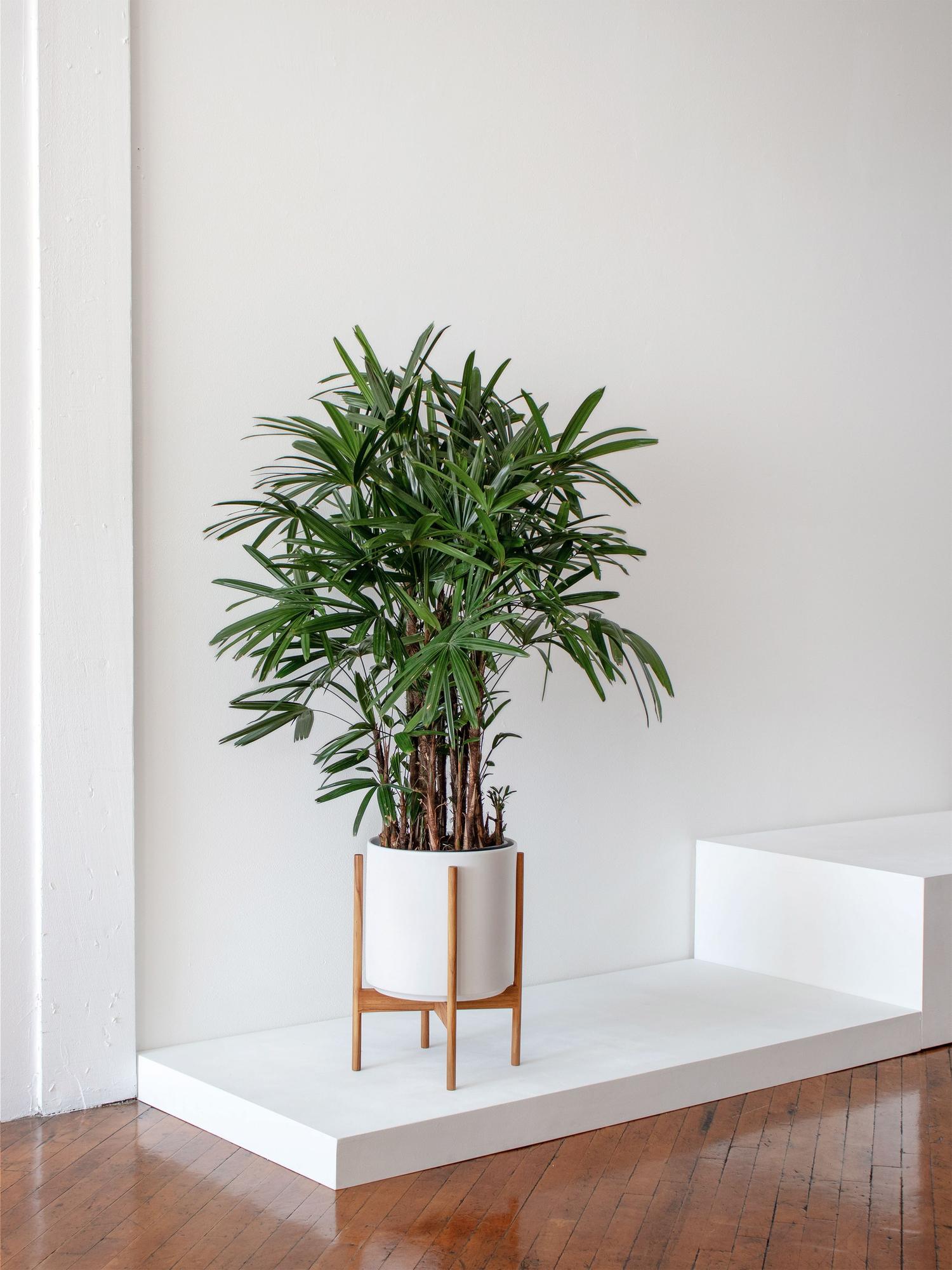 Extra Large Lady Palm With Mid-Century pot, potted plant, shipped by ...